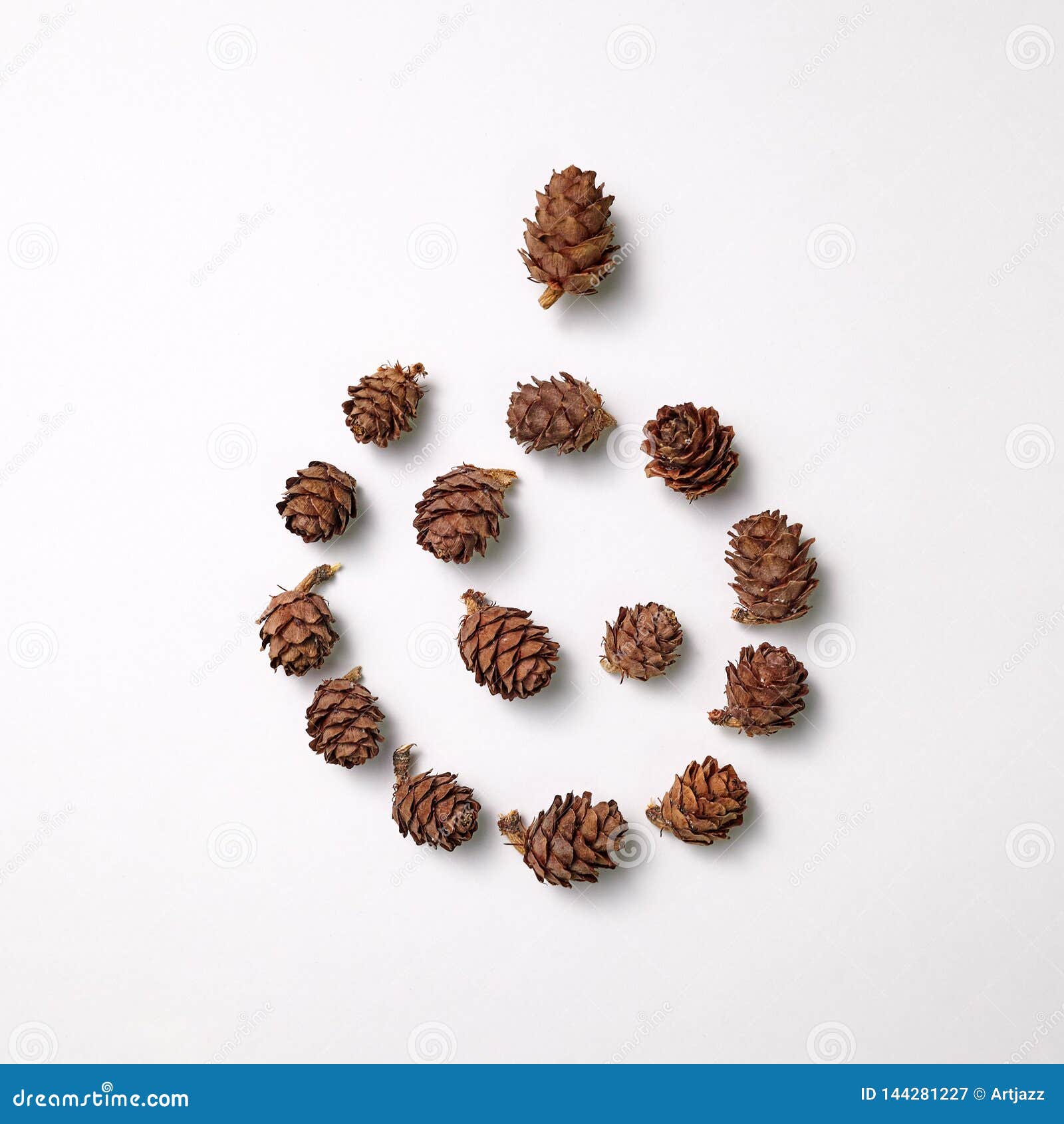 Pine Cones in the Shape of a Cones Presented on a Gray Background with ...