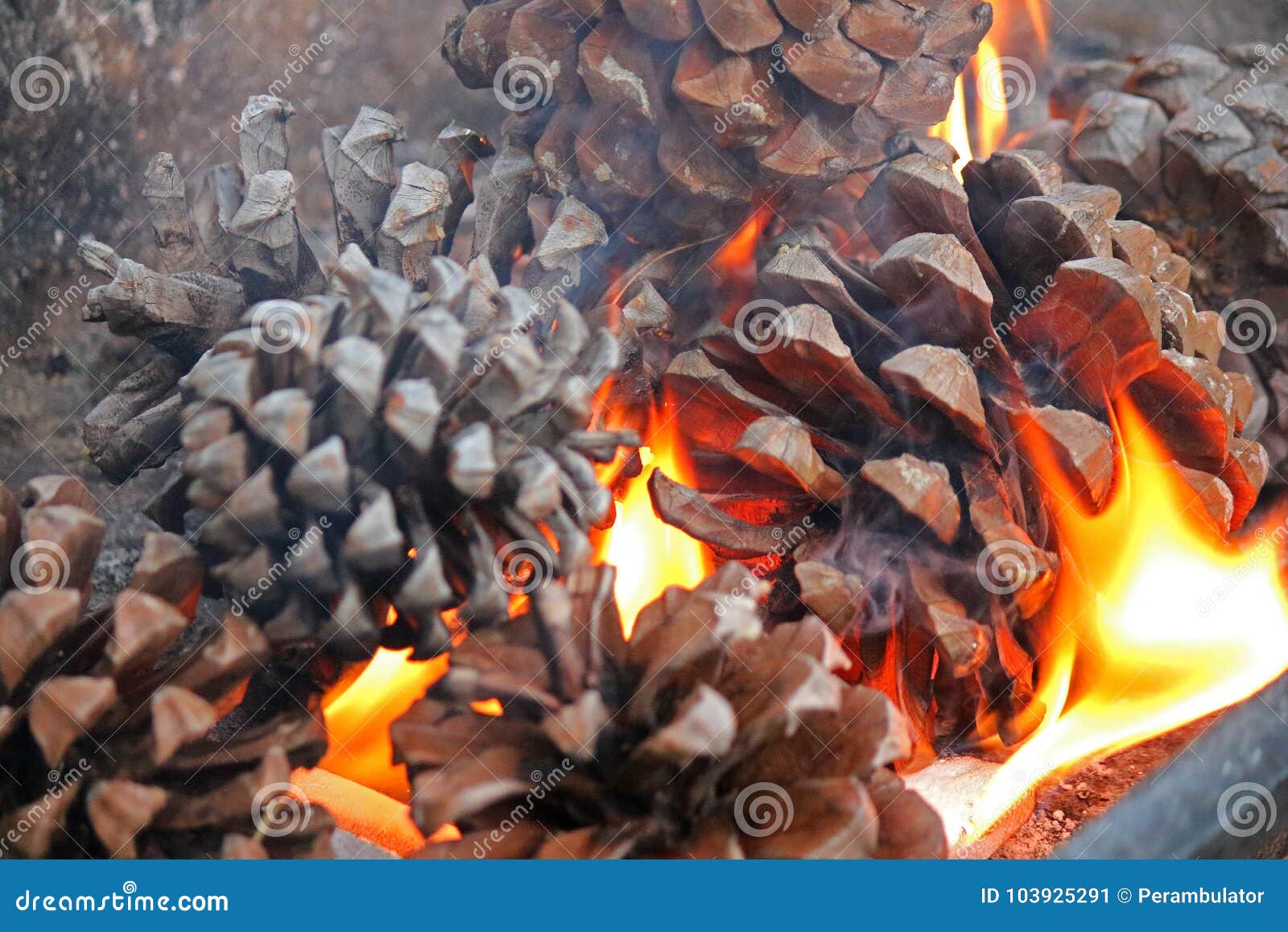 PINE CONES SMOKING and BURNING Stock Image - Image of cones, color ...