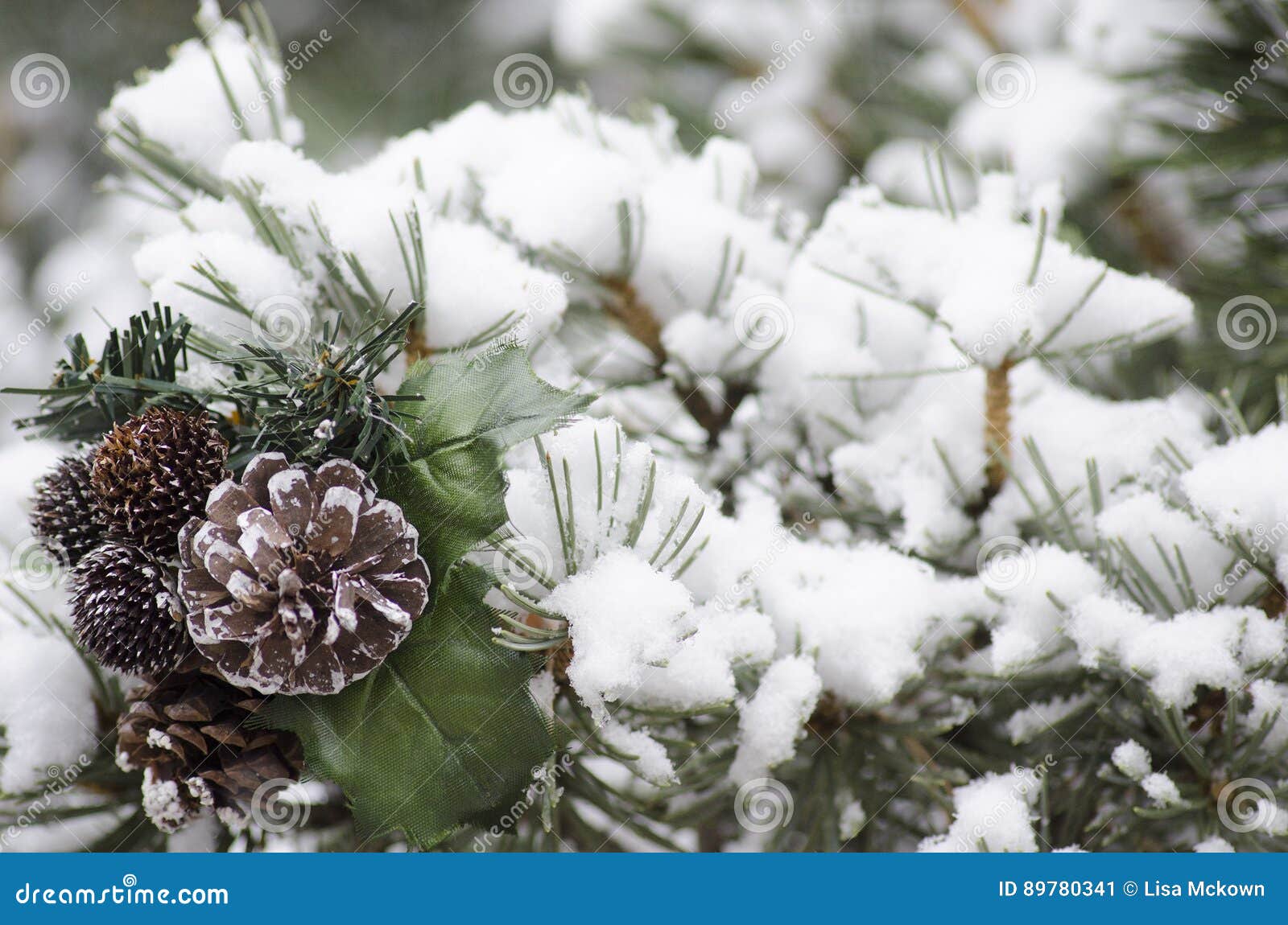 Pine Cones on Snow Covered Branches Stock Image - Image of decoration ...