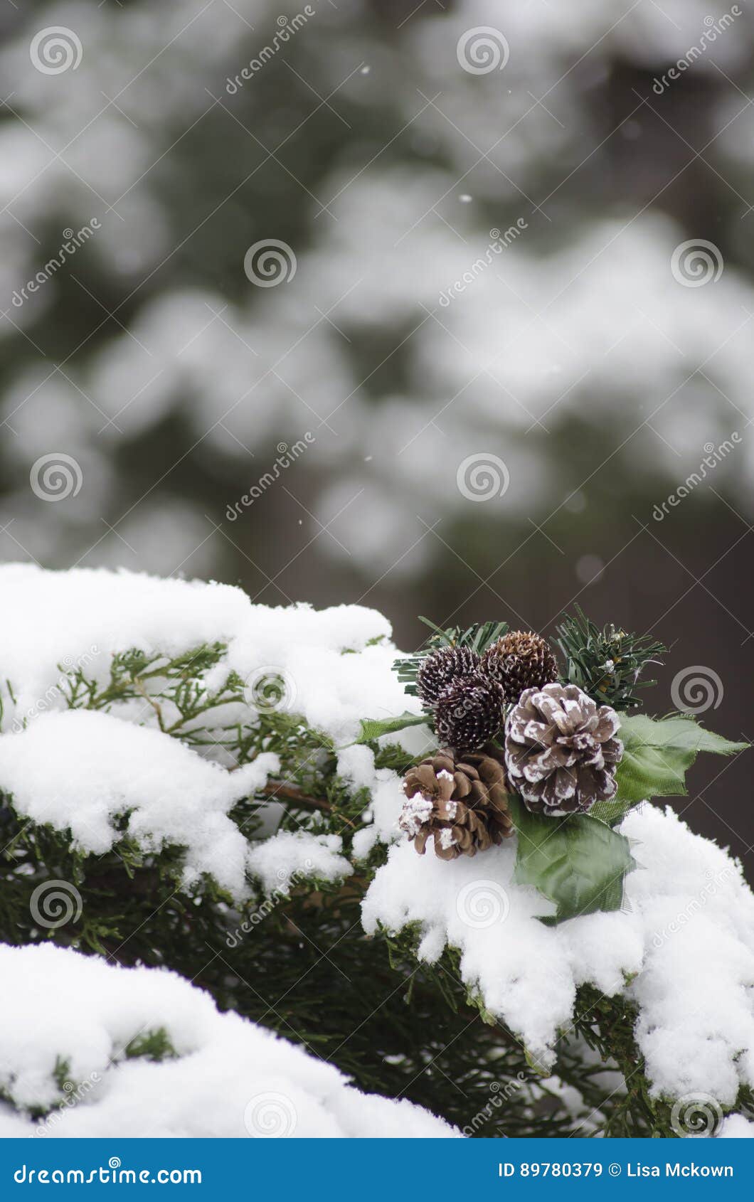 Pine Cones on Snow Covered Branches Stock Image - Image of evergreen ...