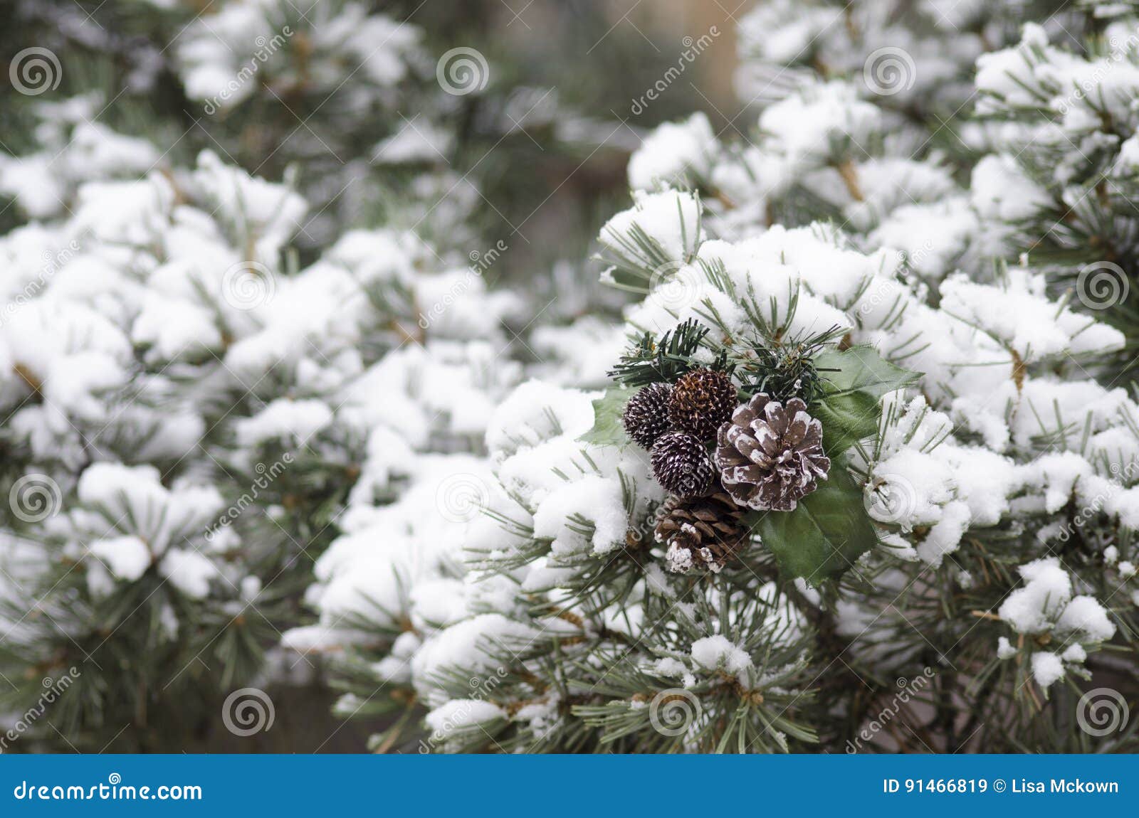 Pine Cones on Snow Covered Branches Stock Image - Image of cones ...