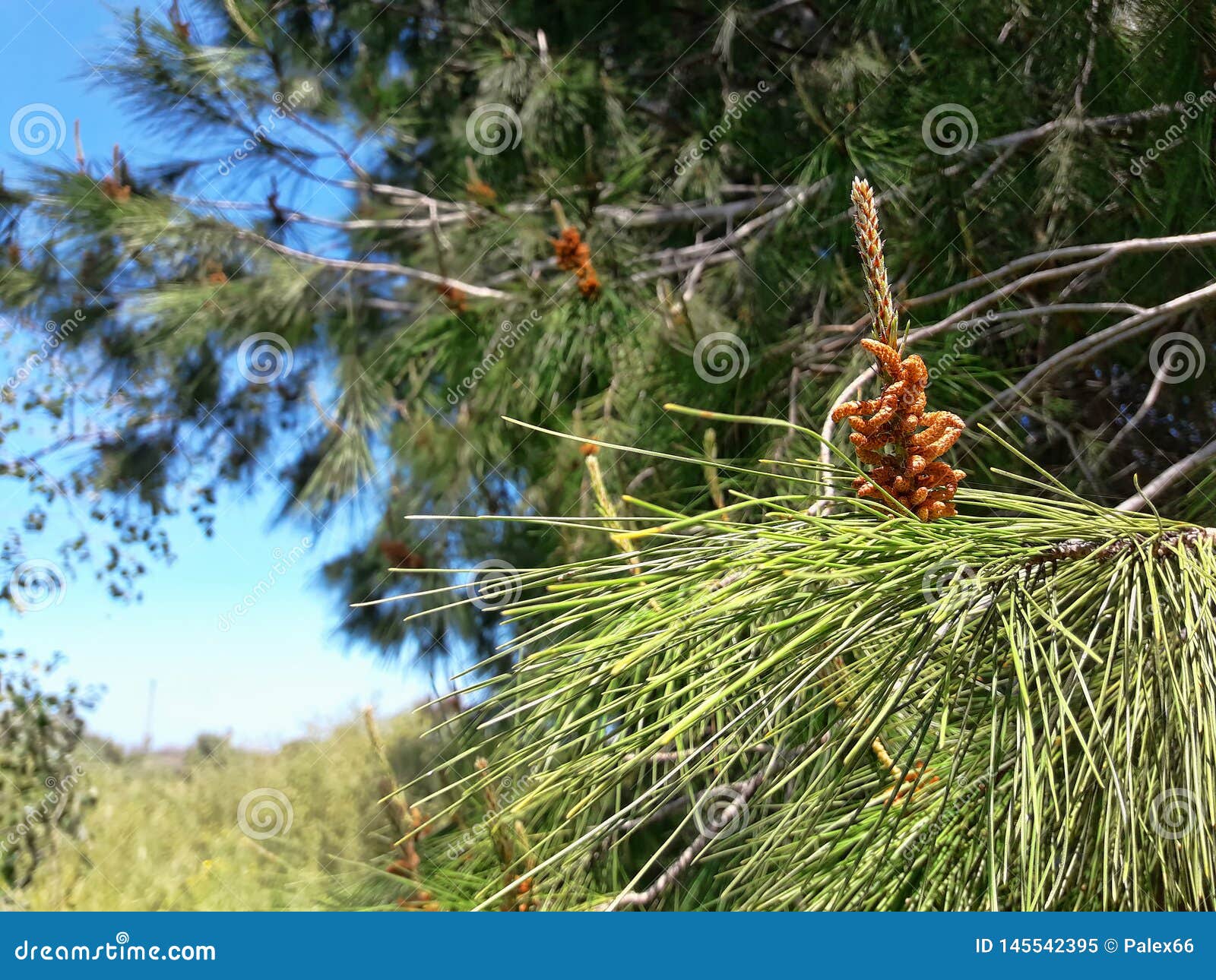 Pine cones sprout stock image. Image of flower, needle - 145542395