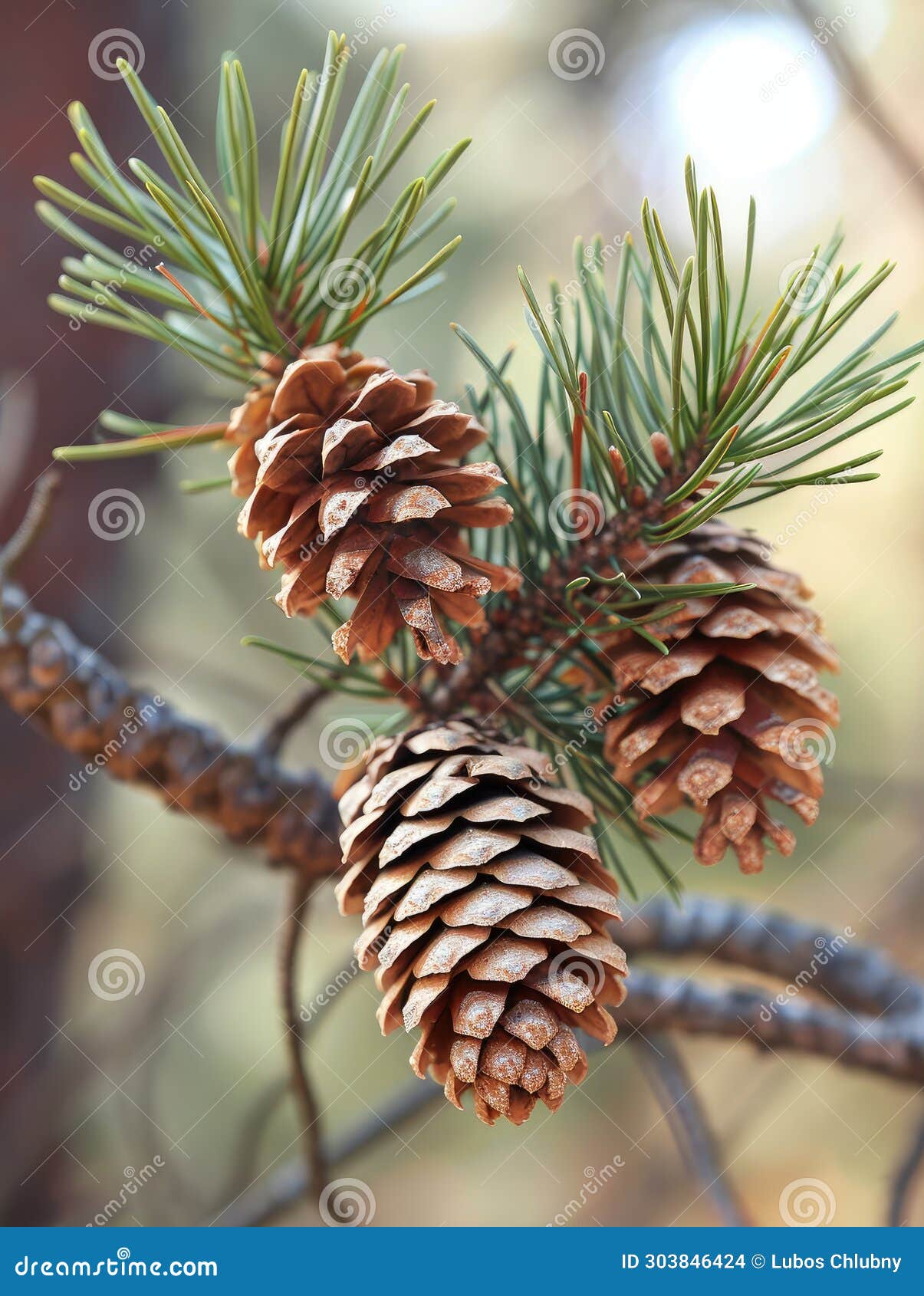 Pine Cones on a Tree Branch Stock Illustration - Illustration of ...