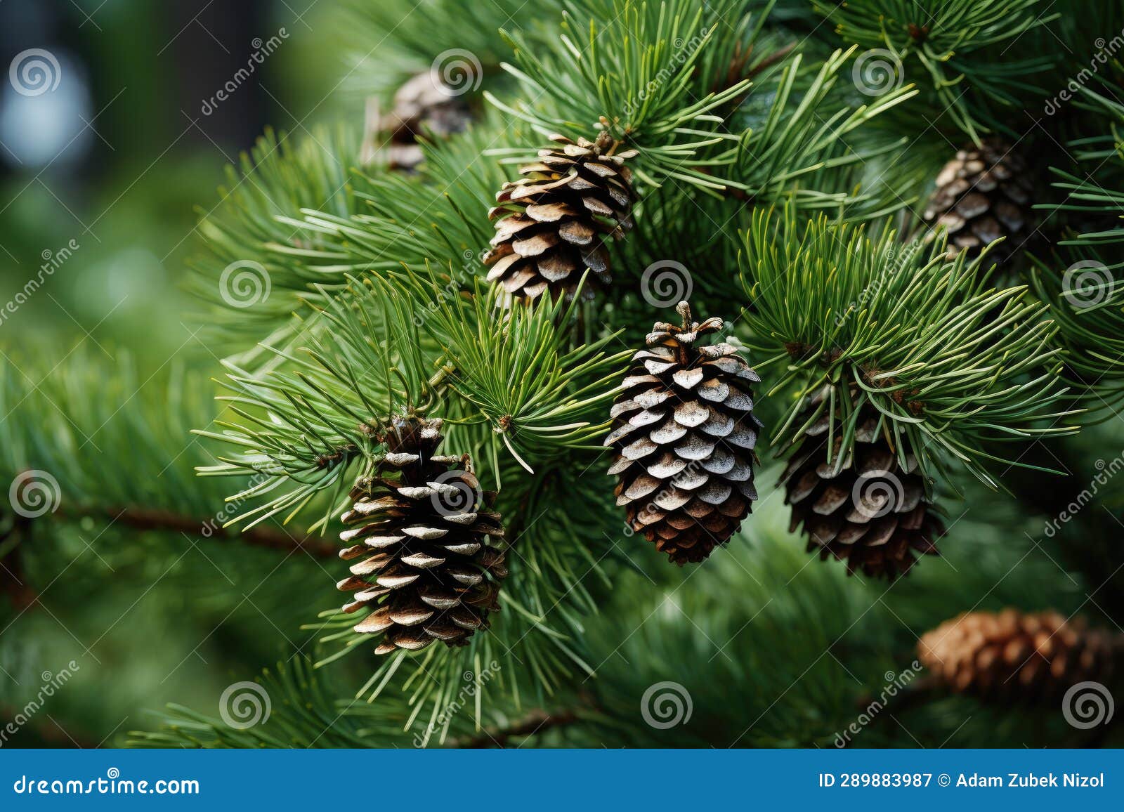 Pine cones on a tree stock illustration. Illustration of natural ...