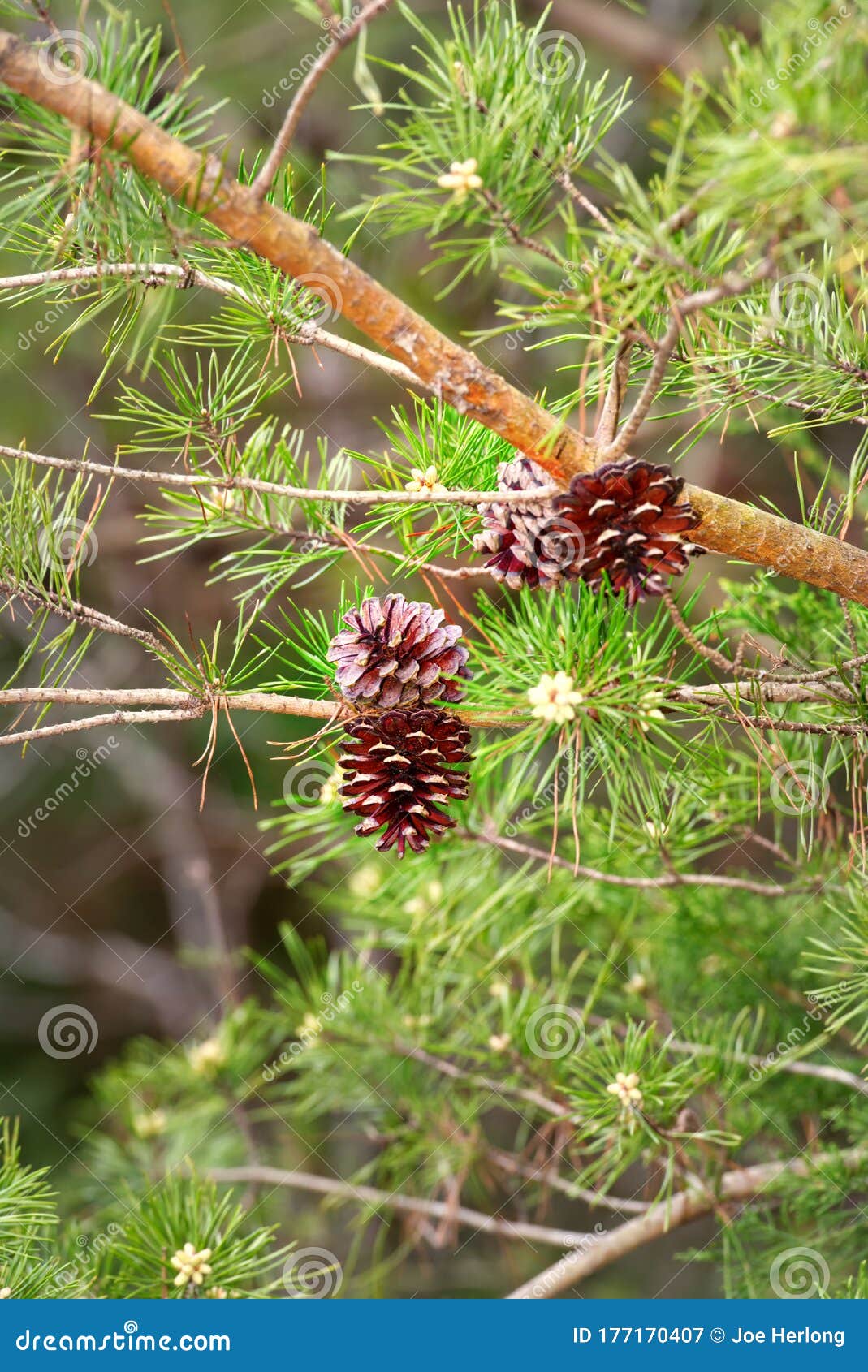 Pine cones on a tree. stock image. Image of color, nature - 177170407