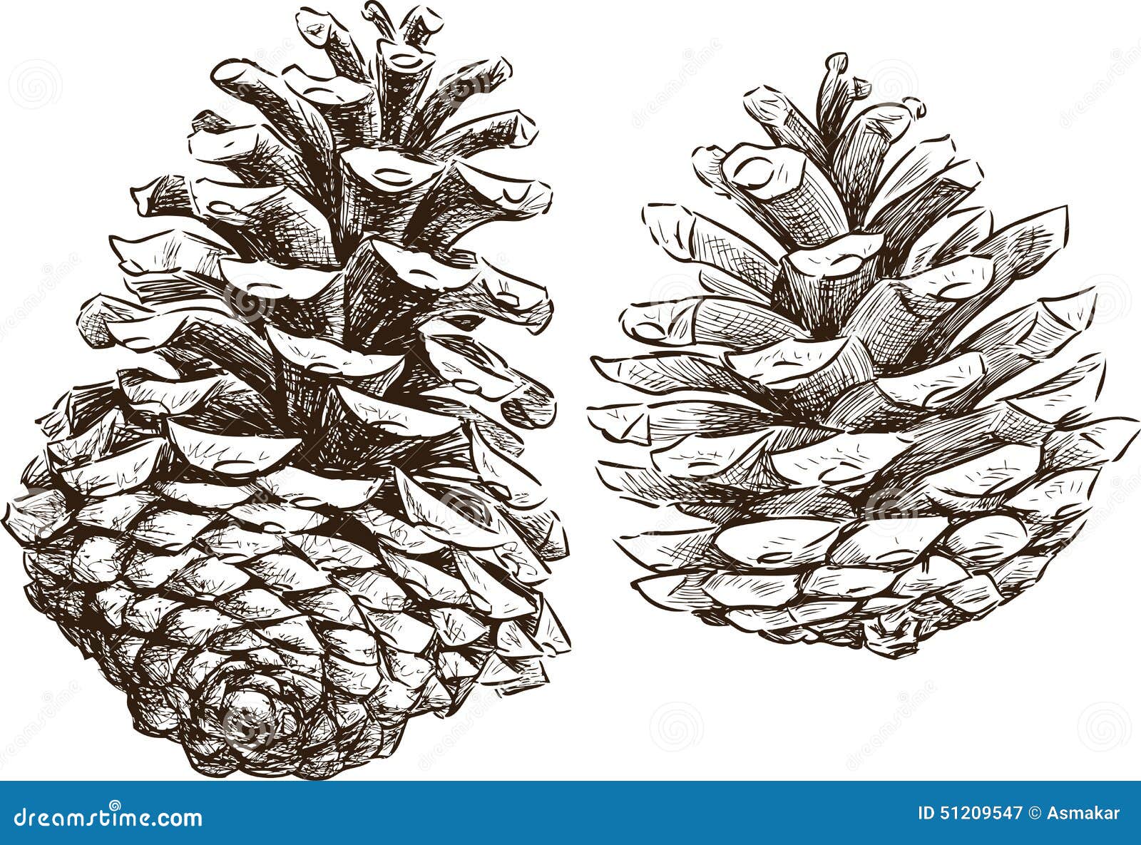 Pine cones stock vector. Illustration of vector, botanical - 51209547