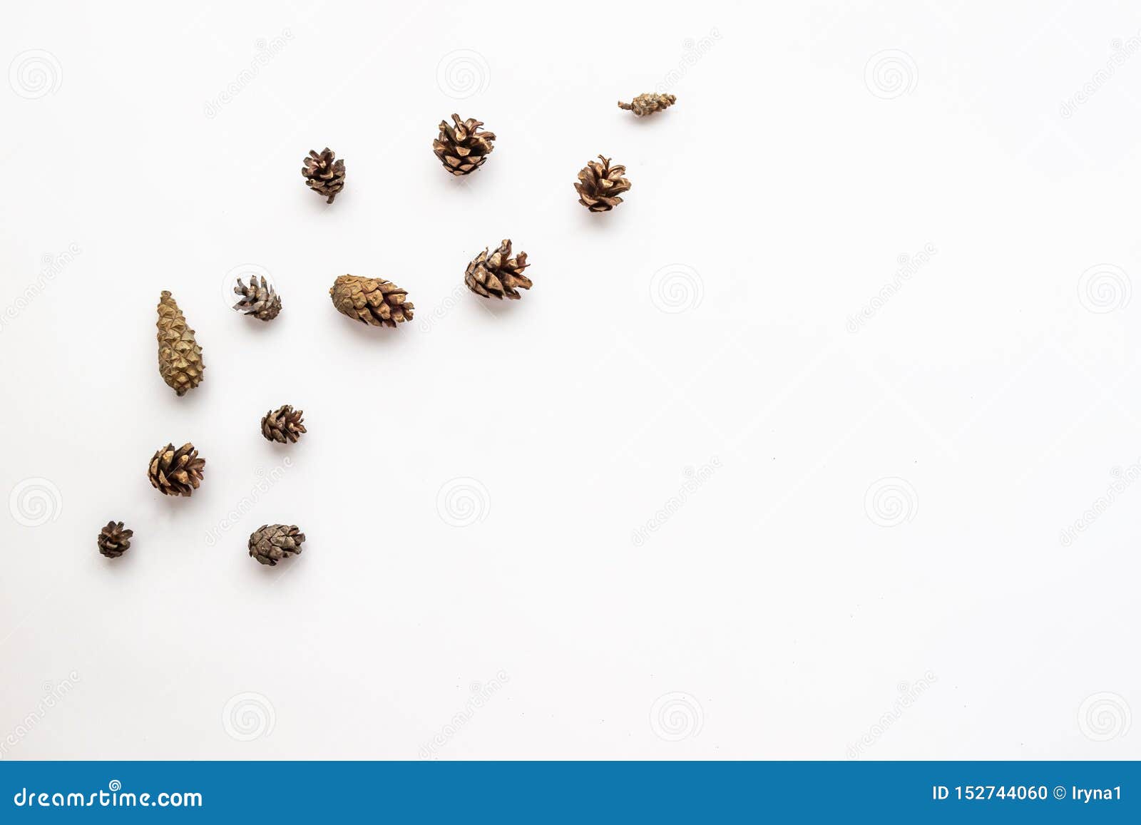 Pine Cones on White Background Stock Photo - Image of floral, pine ...