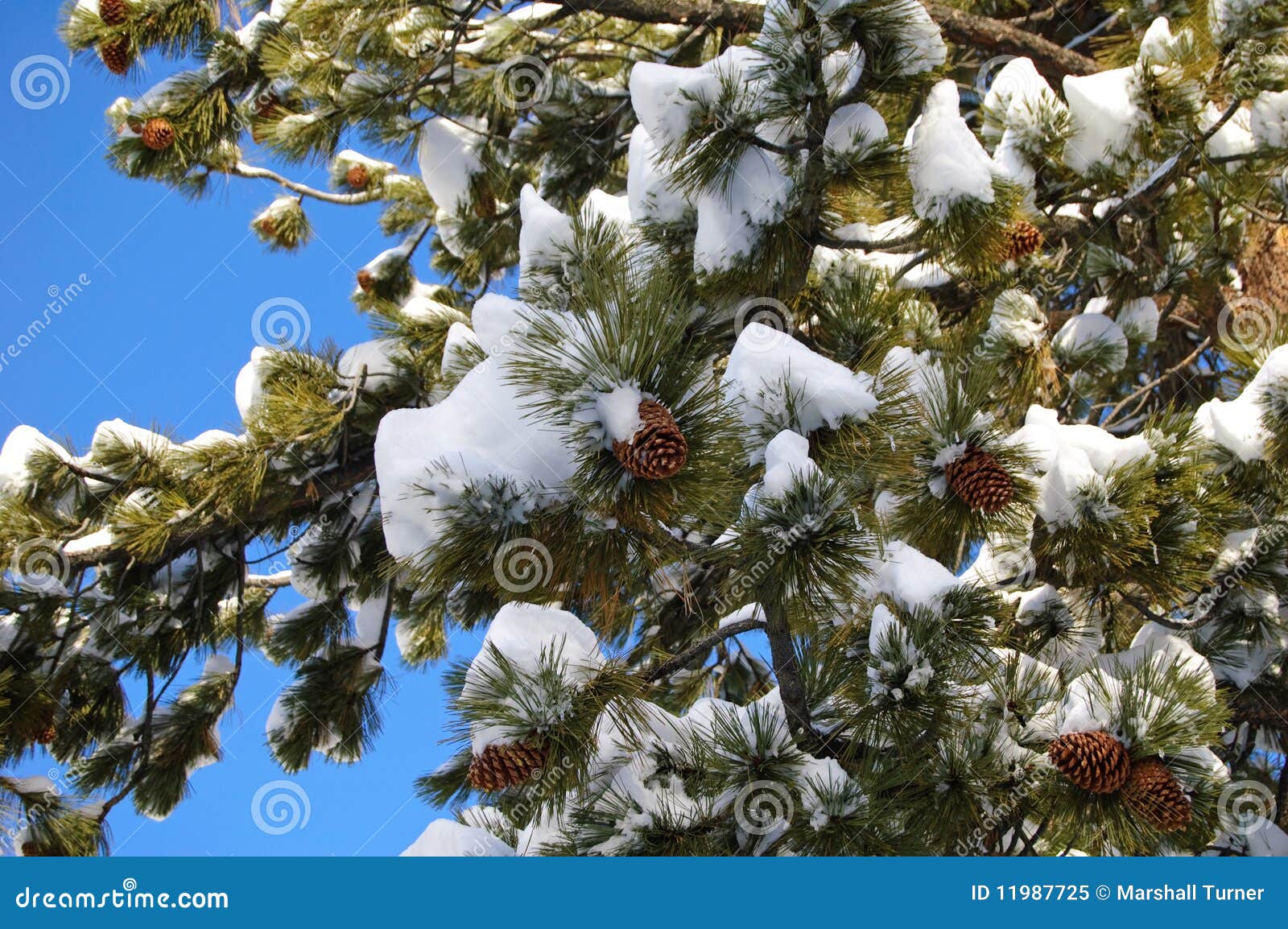 Pine Cones in Winter stock image. Image of cone, winter - 11987725