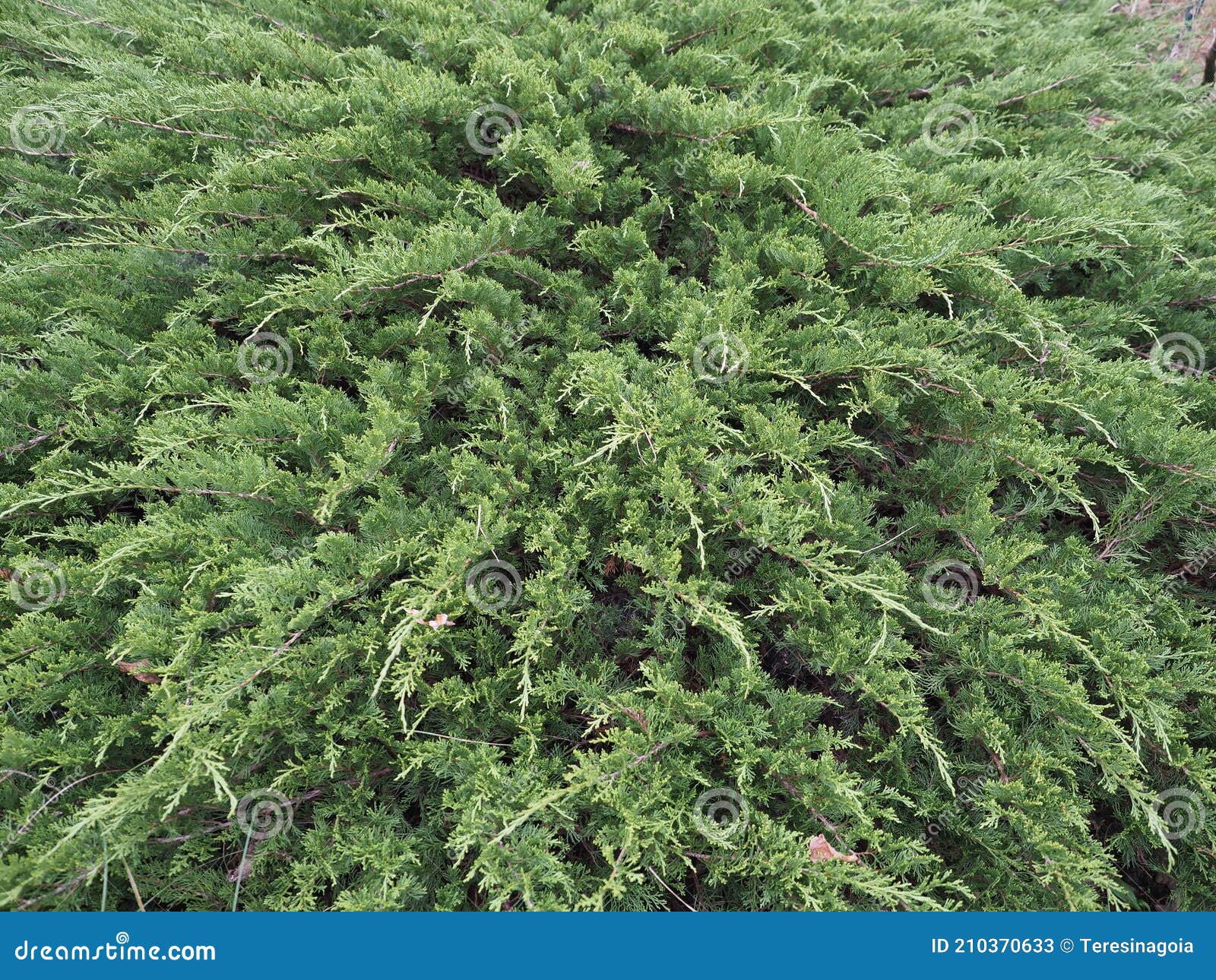 Pine Pinus Pinaceae tree stock image. Image of genus - 210370633