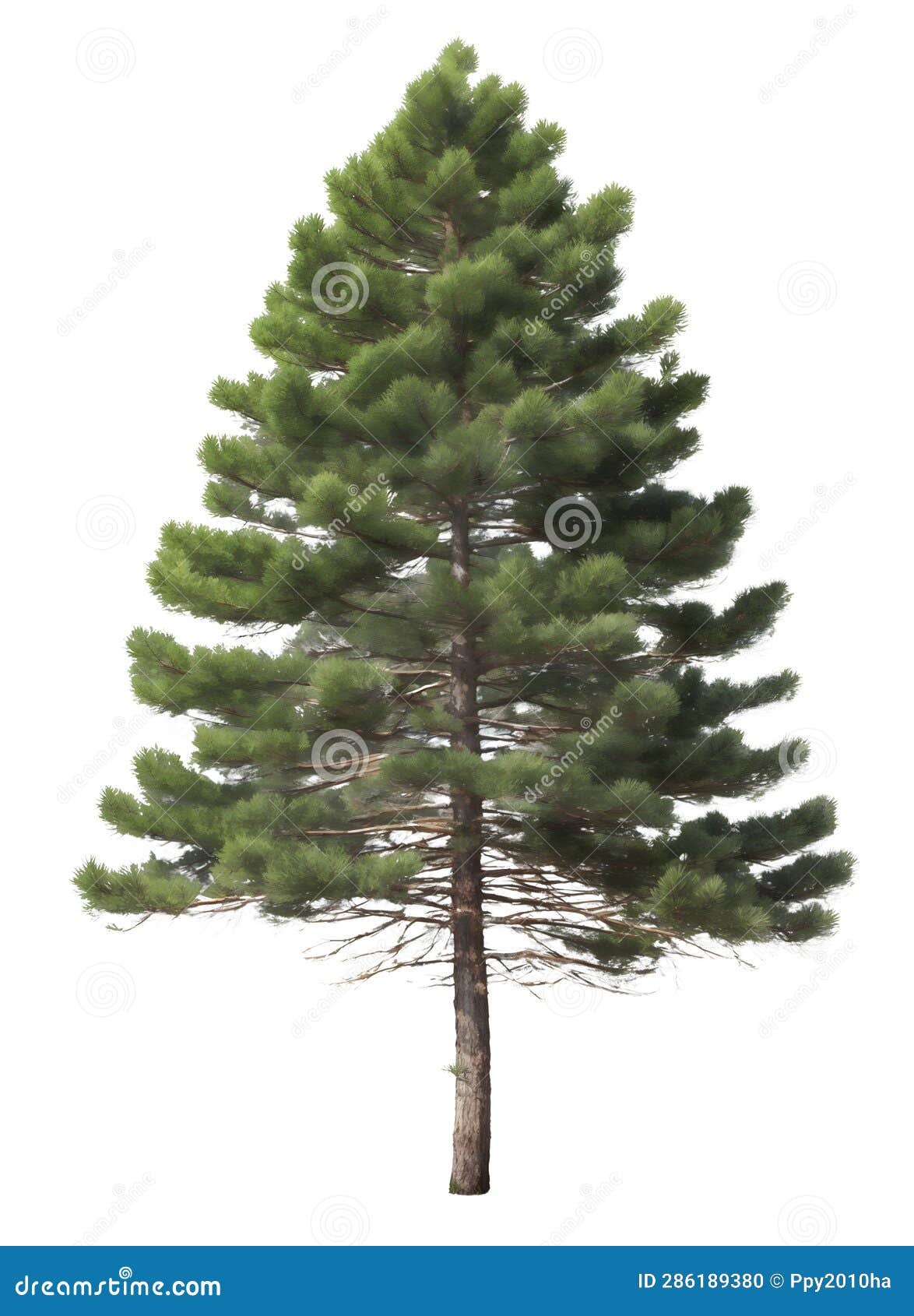 Pine Conifer Matsu 1 Tree PNG Generative AI Stock Illustration ...