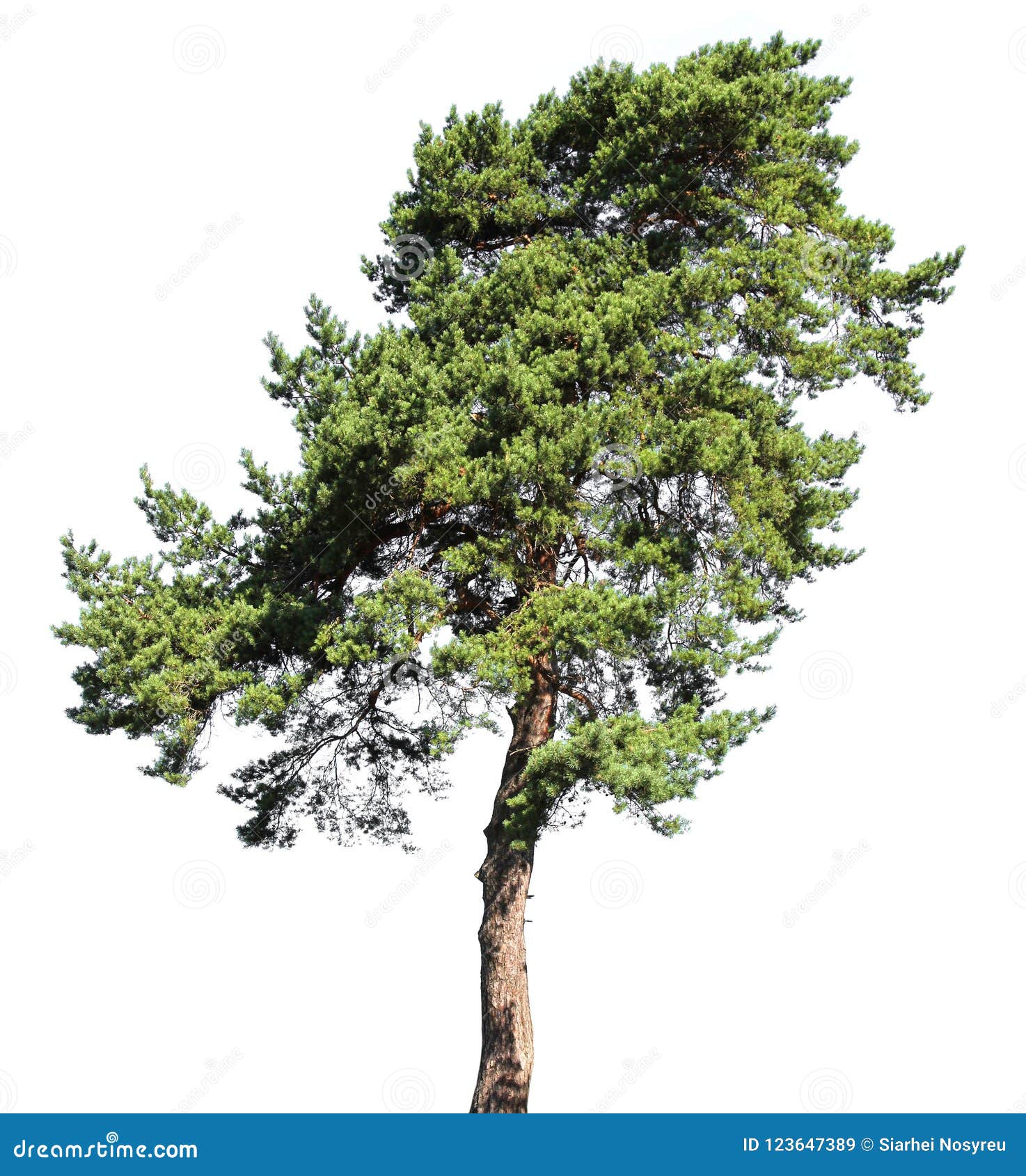 Conifer Tree Towering Above The Bushes Royalty-Free Stock Image ...