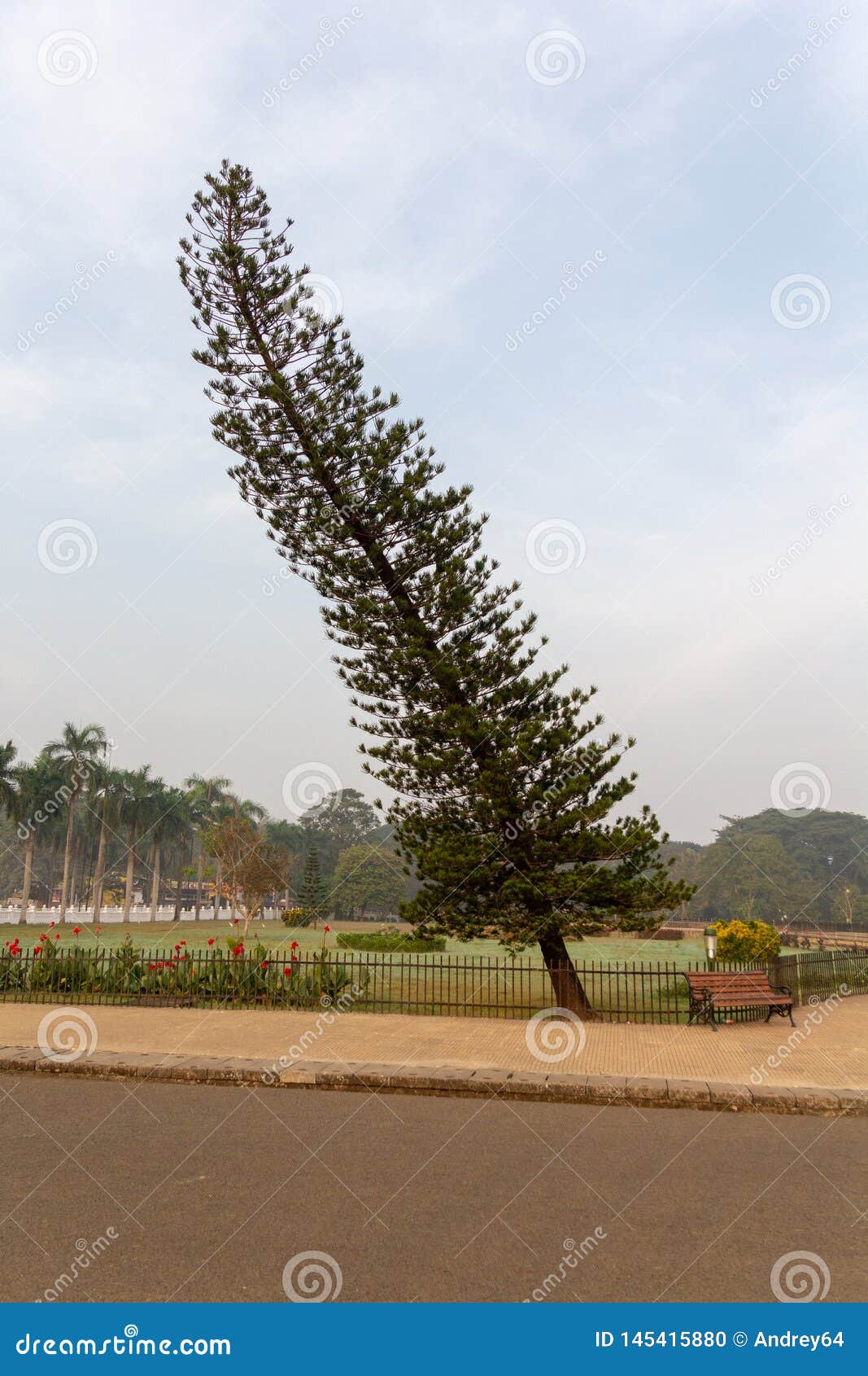 Pine Cook, a Tree Grows at an Angle, Inclined Tree, Falling Tree Stock ...