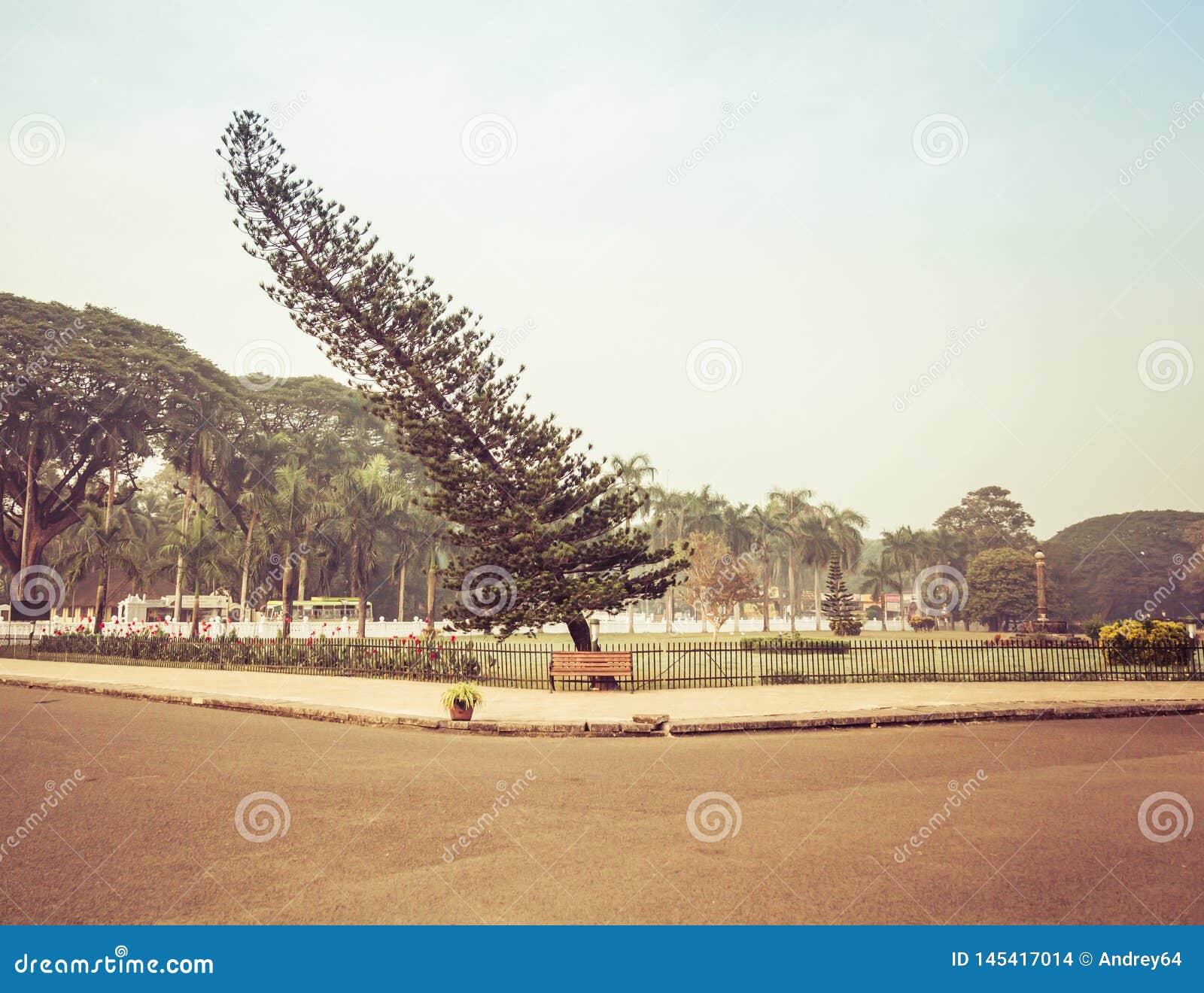 Pine Cook, A Tree Grows At An Angle, Inclined Tree, Falling Tree Stock ...