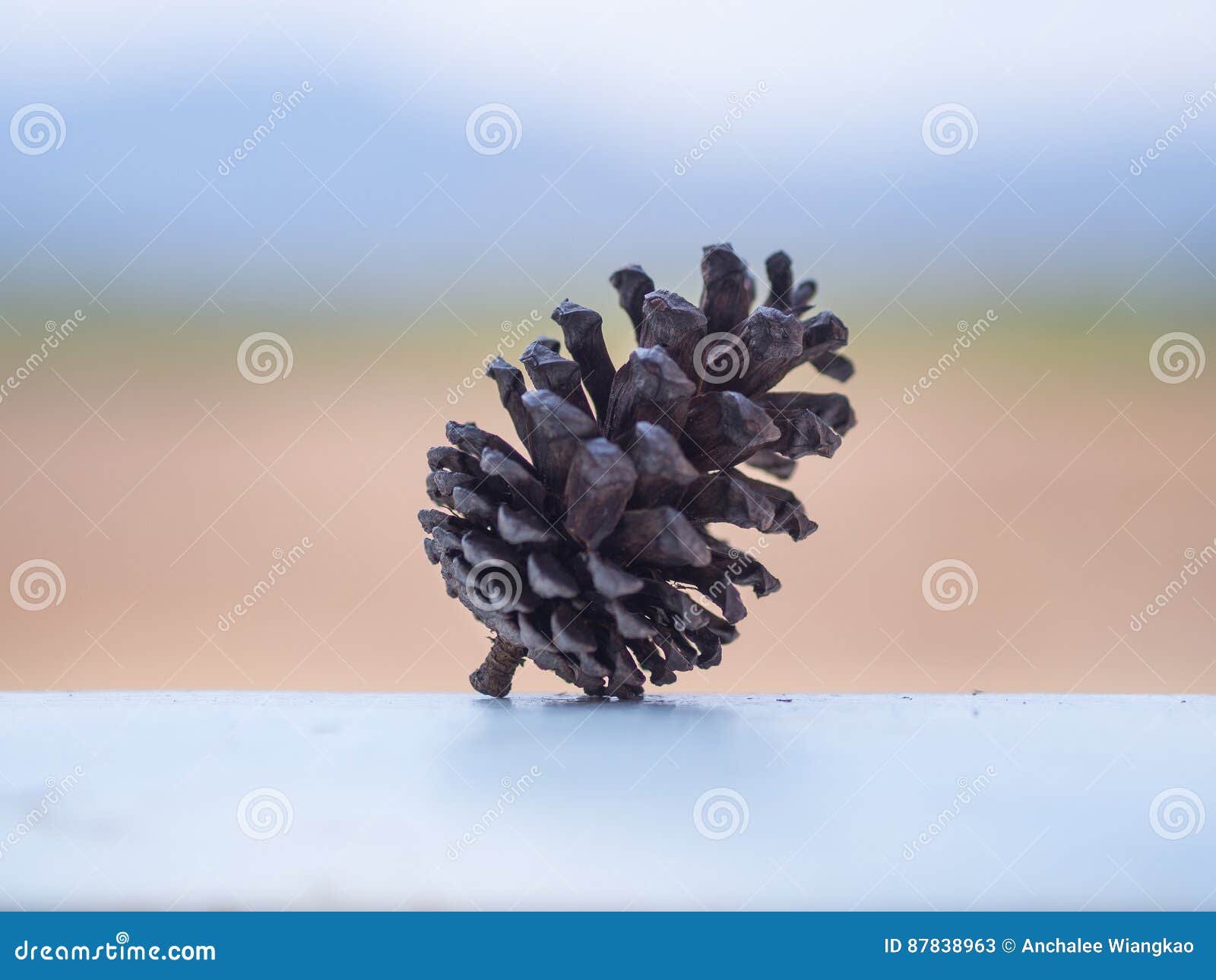 Pine Corn with Blur Backgorund Stock Image - Image of plant, holiday ...