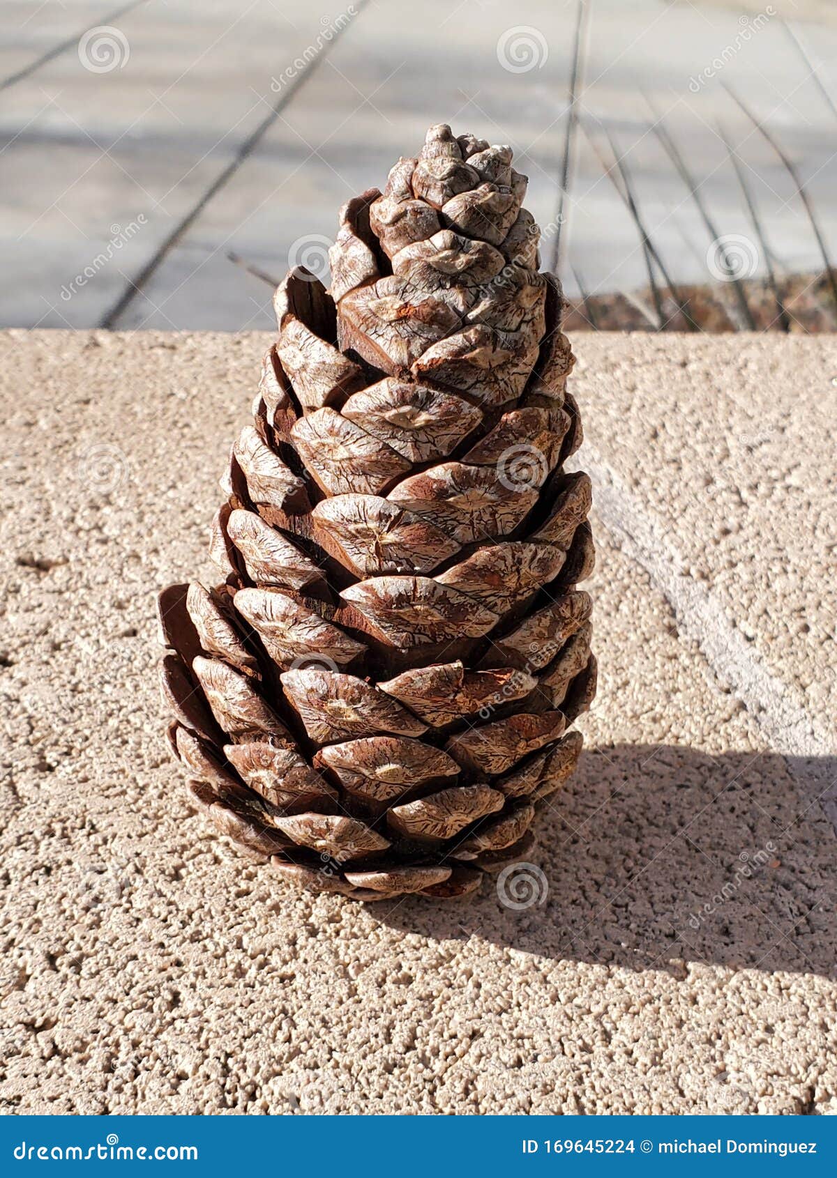 Pine corn on brick stock photo. Image of brick, corn - 169645224