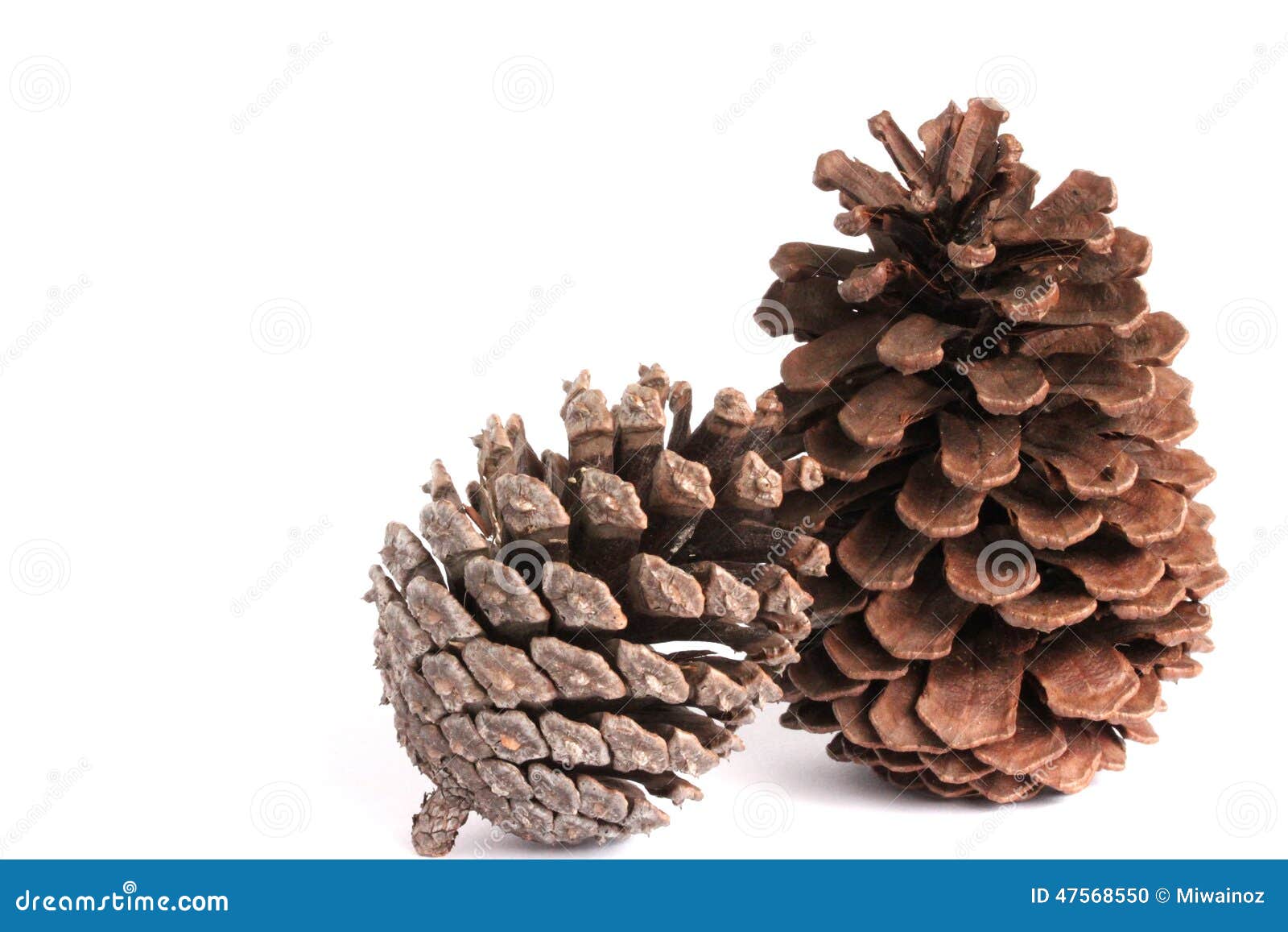 Pine Corn stock photo. Image of seed, round, december - 47568550
