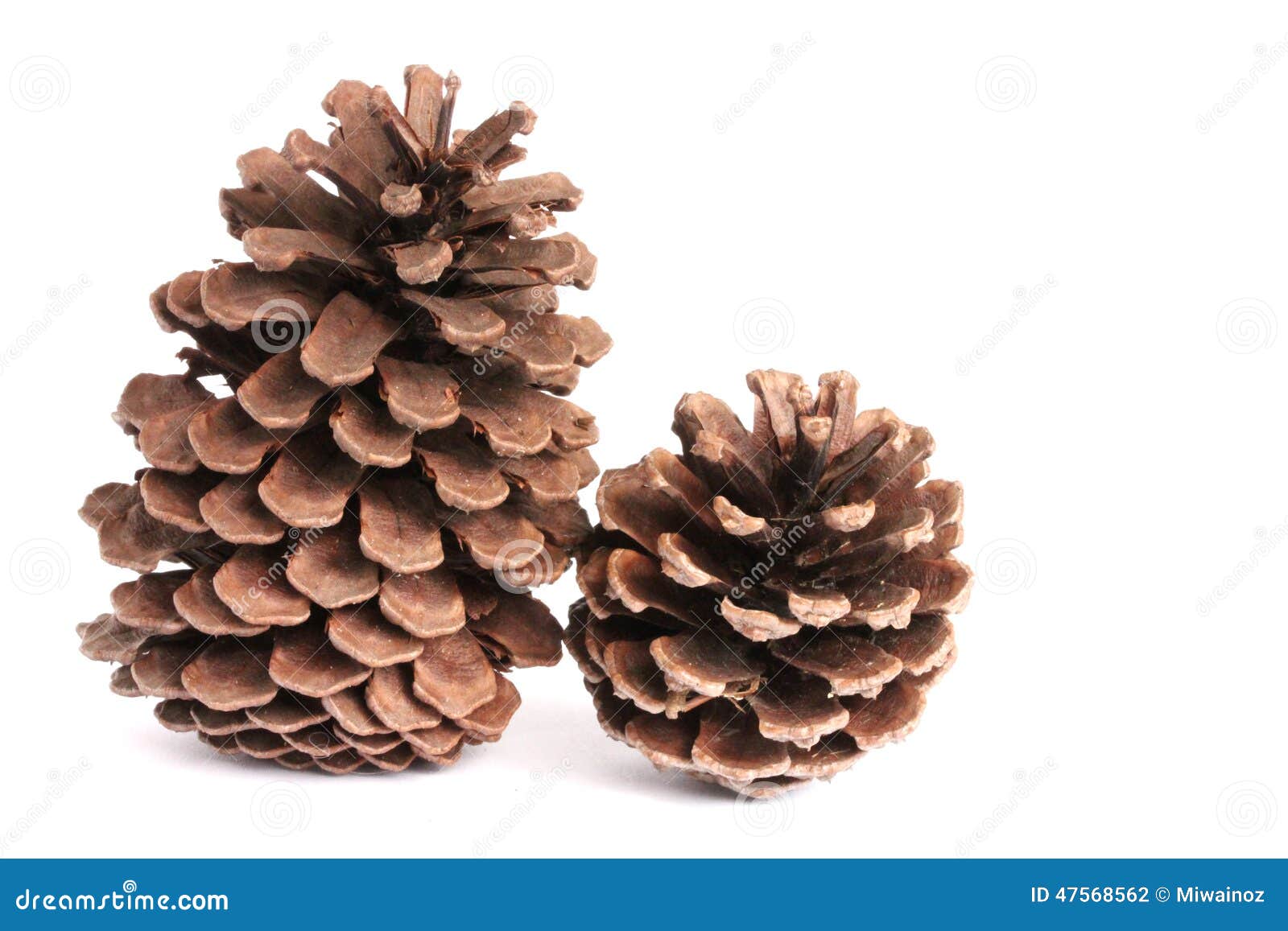 Pine Corn stock photo. Image of studio, pine, natural - 47568562