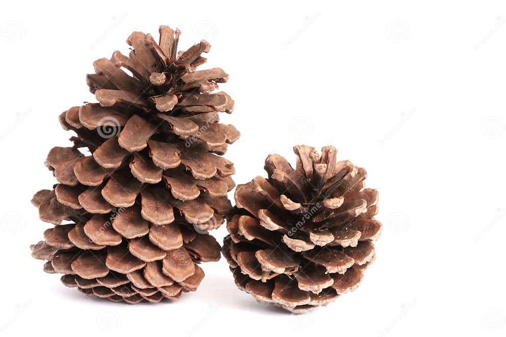 Pine Corn stock photo. Image of studio, pine, natural - 47568562