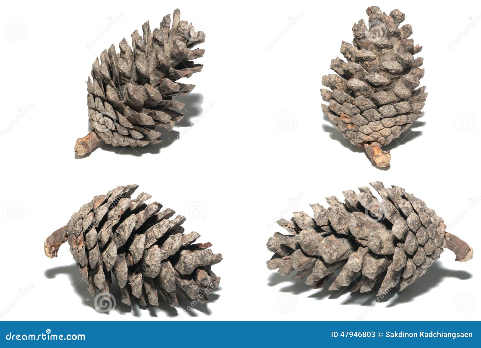 Pine corn stock image. Image of rainbow, play, december - 47946803