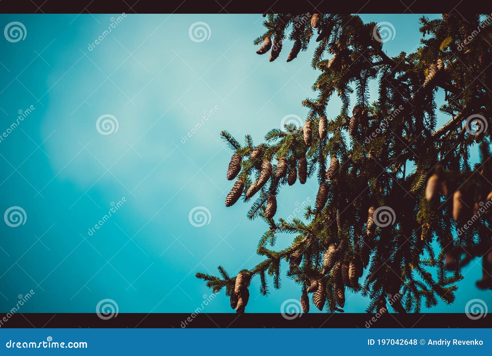 Pine corns on a tree. stock photo. Image of purposes - 197042648