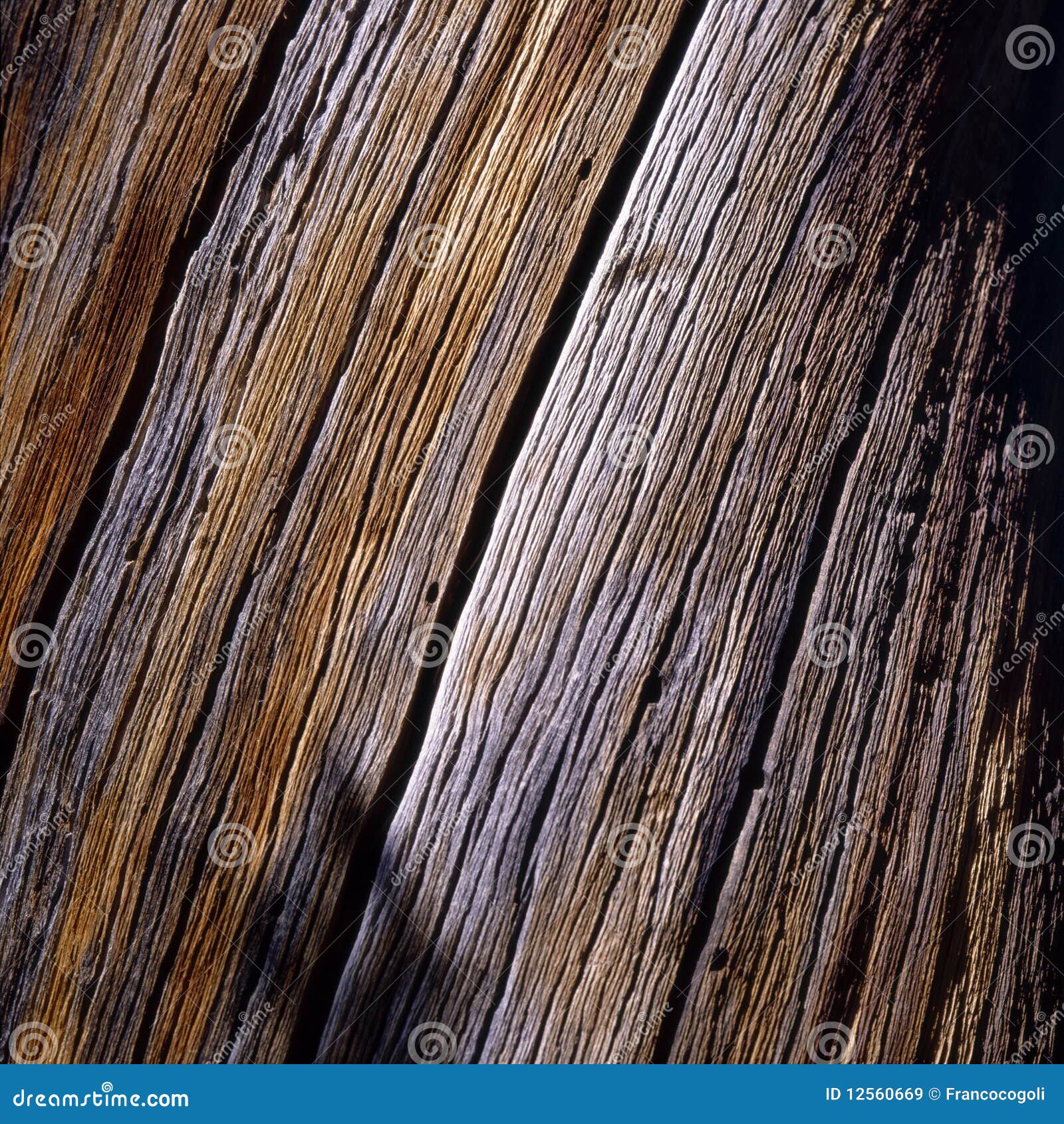 Pine cortex stock image. Image of cortex, textured, utah - 12560669