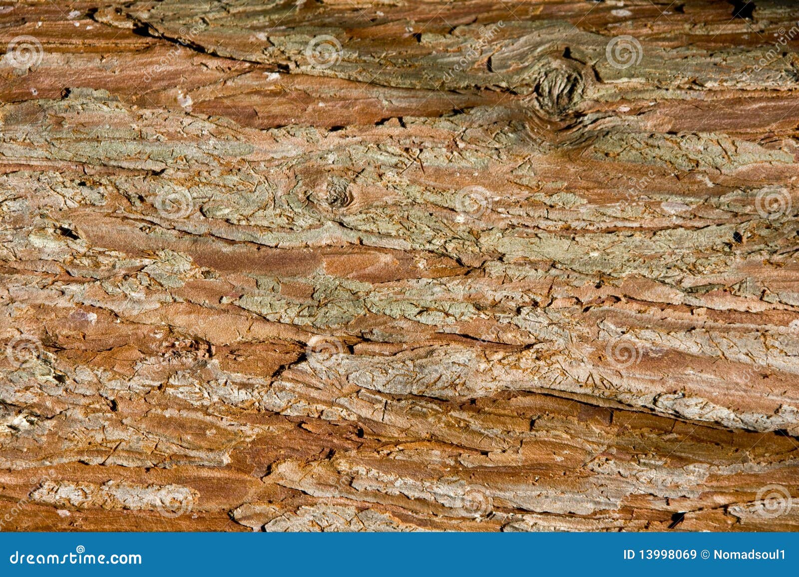 5,315 Cortex Texture Stock Photos - Free & Royalty-Free Stock Photos ...