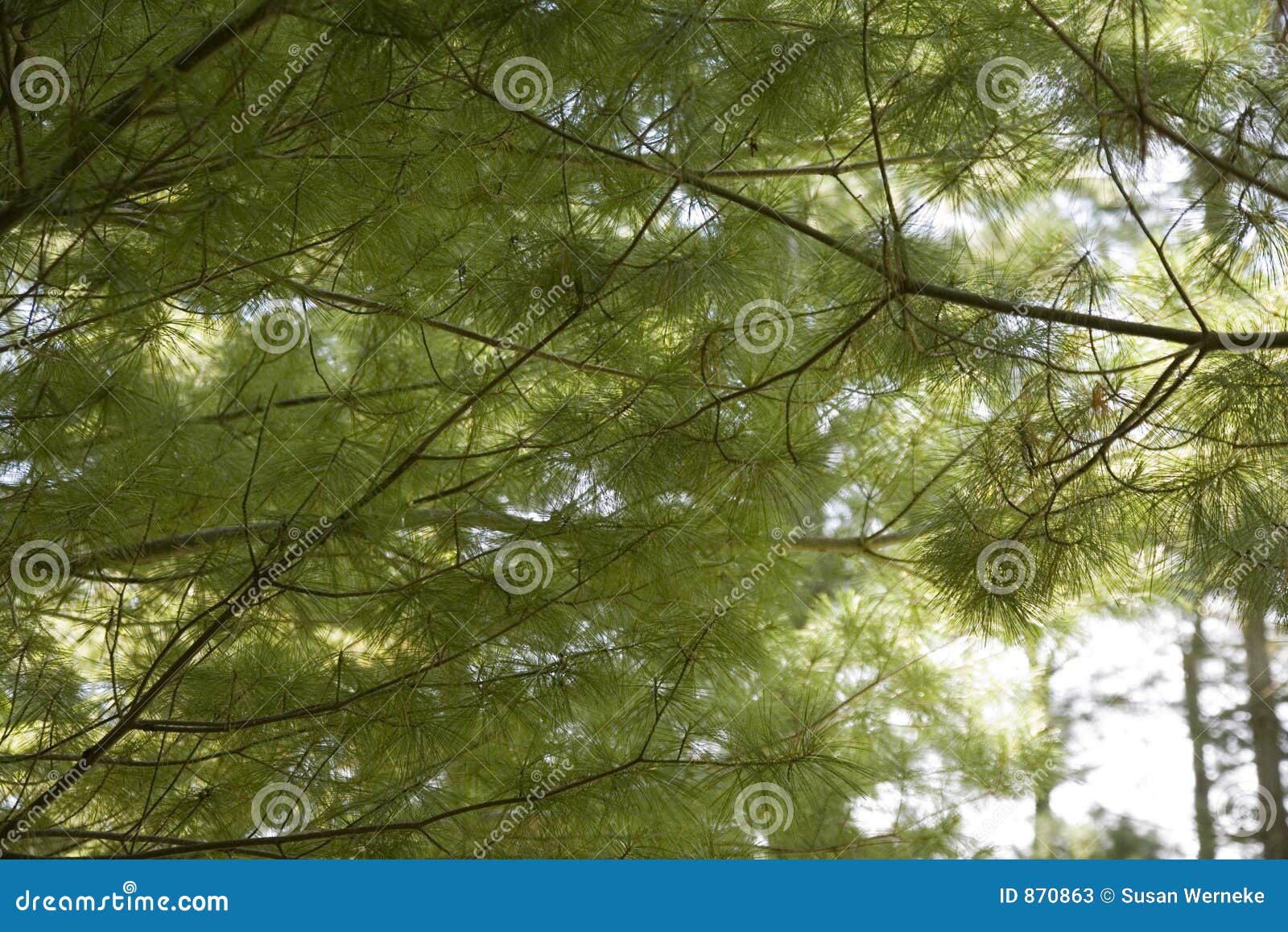 Pine Cover stock image. Image of tree, canopy, branch, needles - 870863