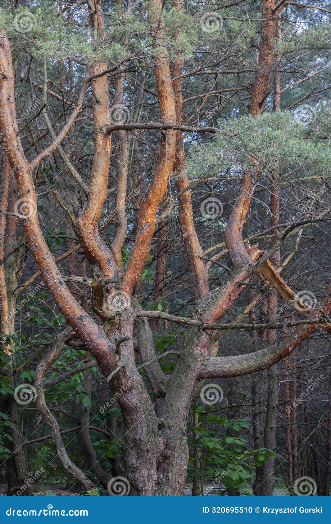 Pine Curve, Twisted Branches, a Tree View in a Natural Environment ...