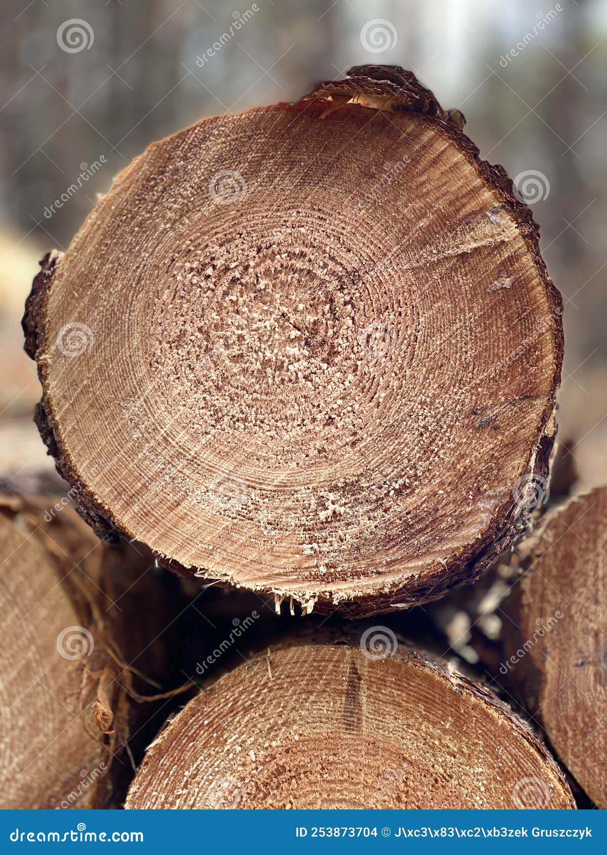 Pine Cut Visible Round Rings Stock Photo - Image of bark, growth: 253873704