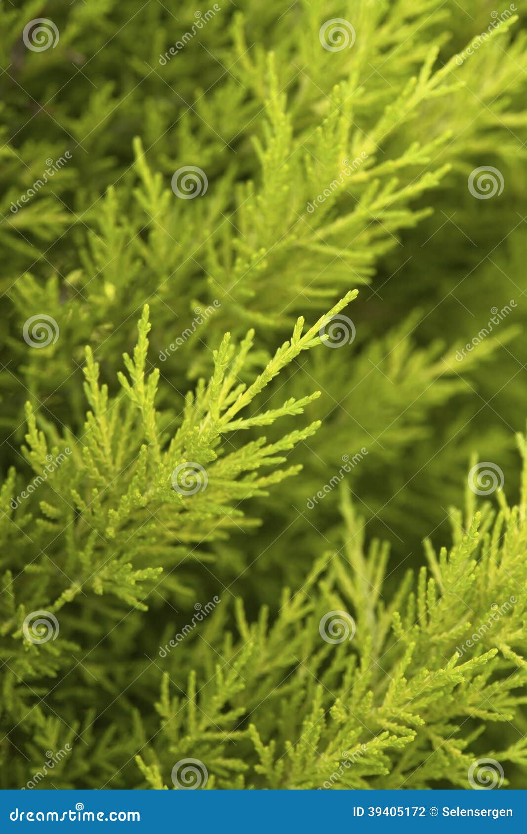 Pine Cypress stock photo. Image of bush, natural, pattern - 39405172
