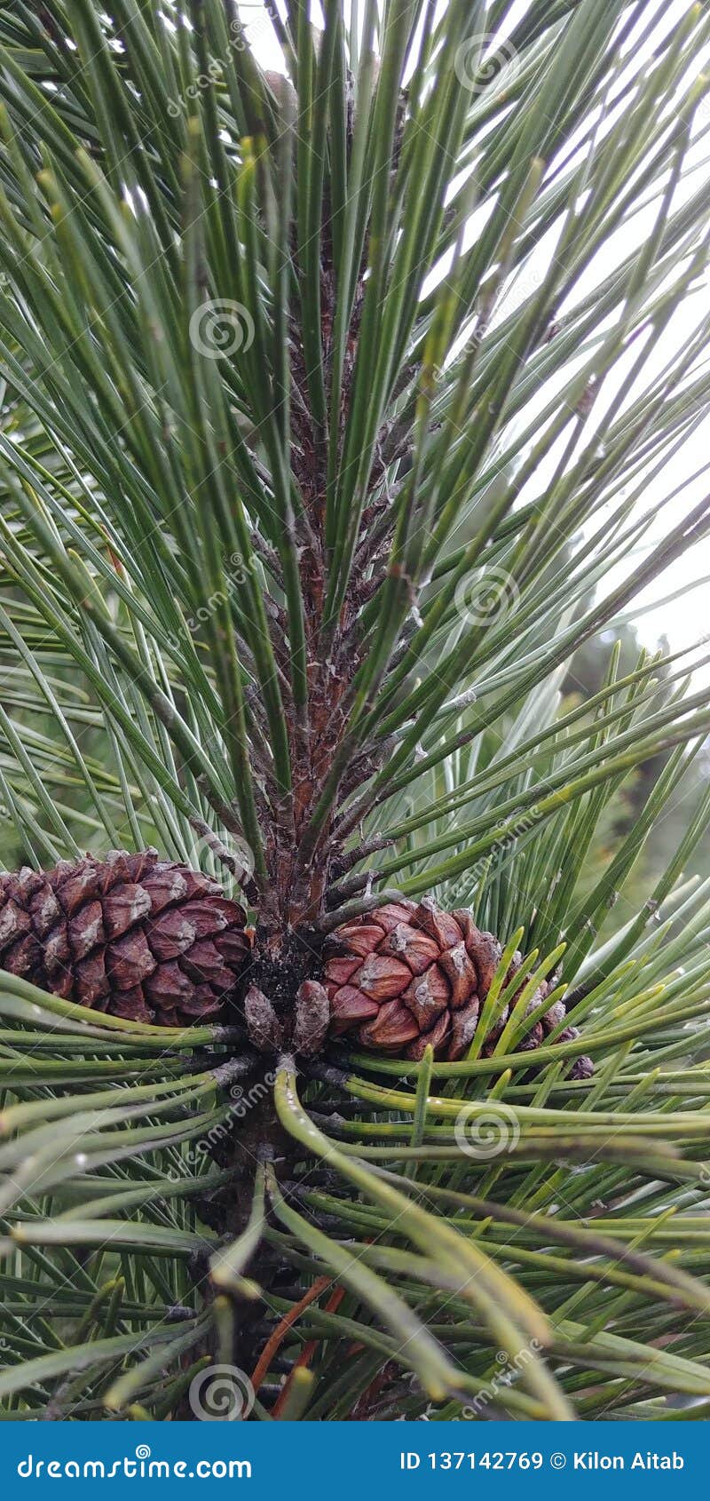 Pine day stock image. Image of tree, green, pine, beautiful - 137142769