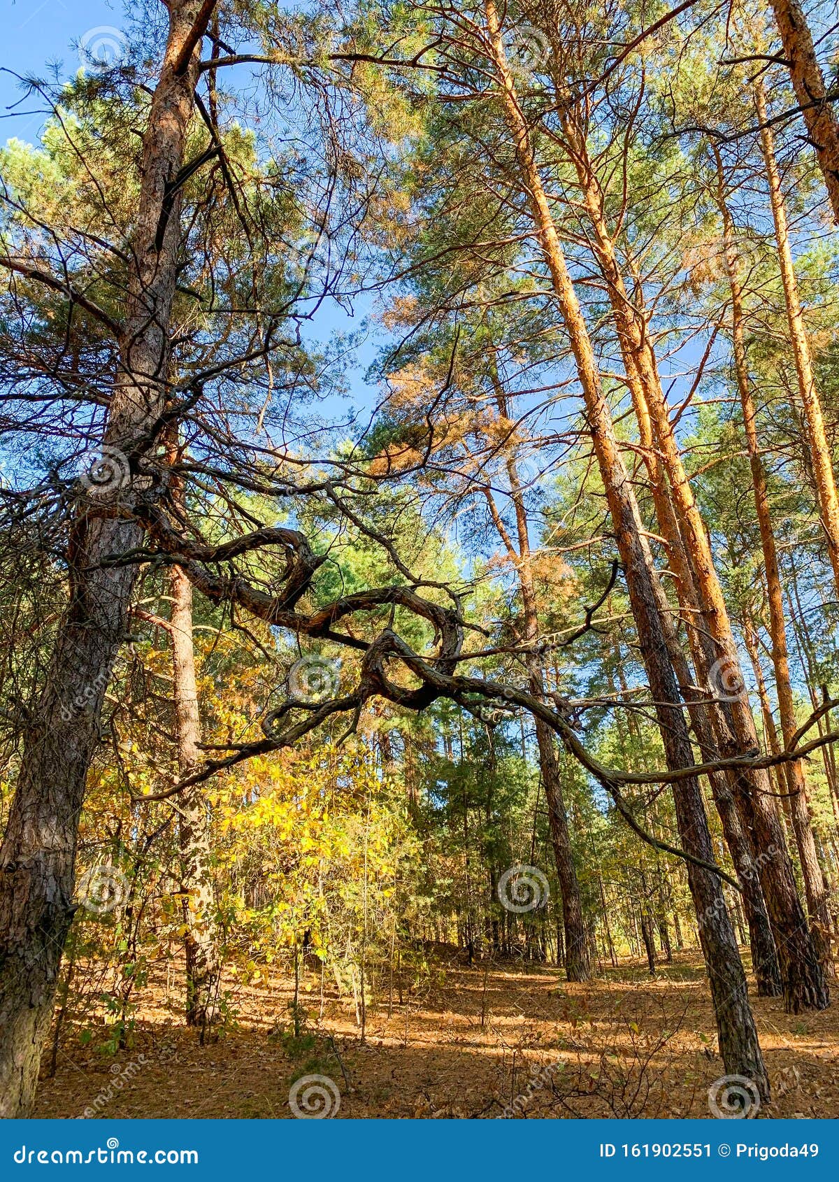 Pine and Deciduous Forest with Needles and Leaves on the Ground Stock ...