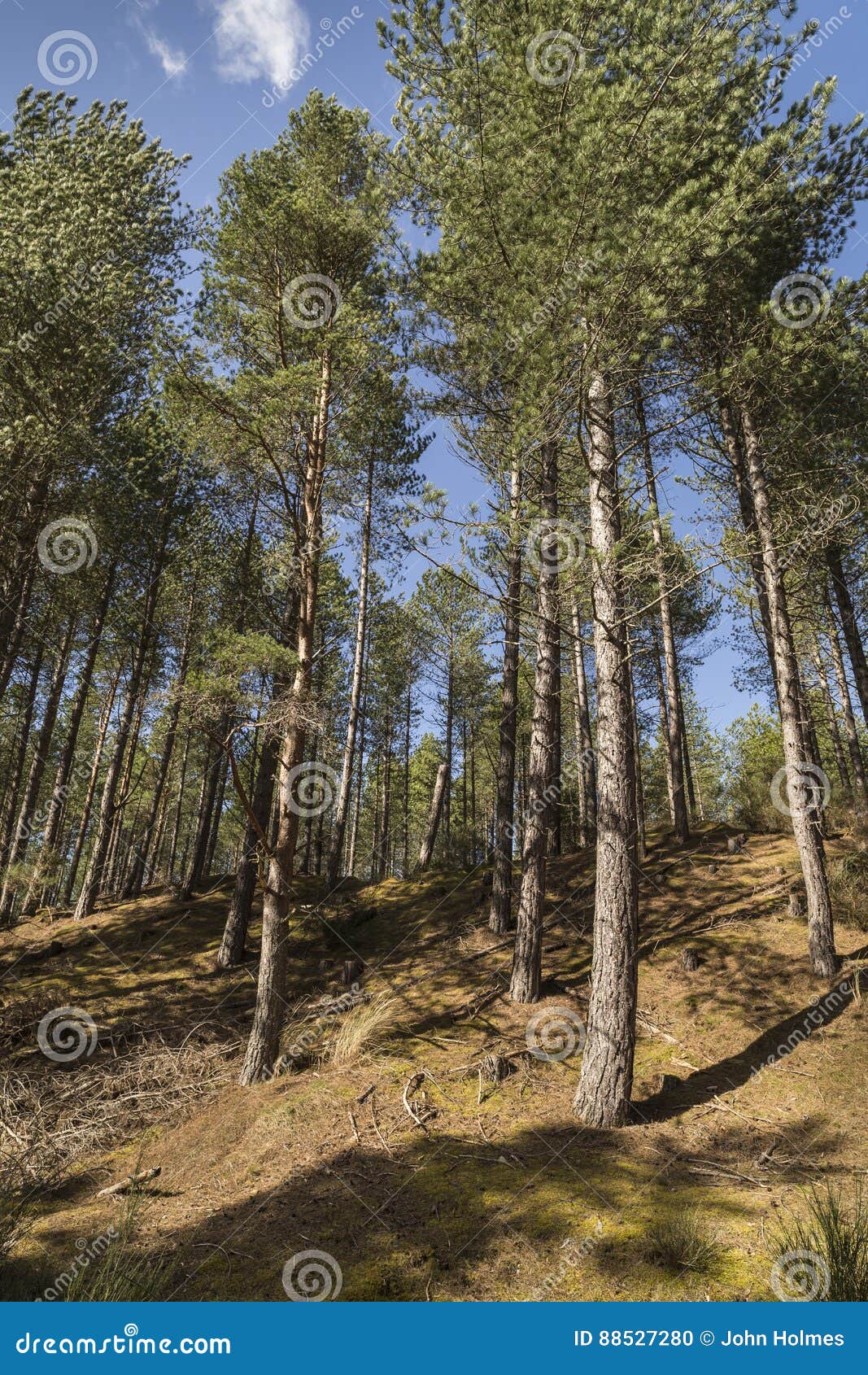 Pine & Dunes at the Lady Culbin Site in Culbin Forest in Scotland ...