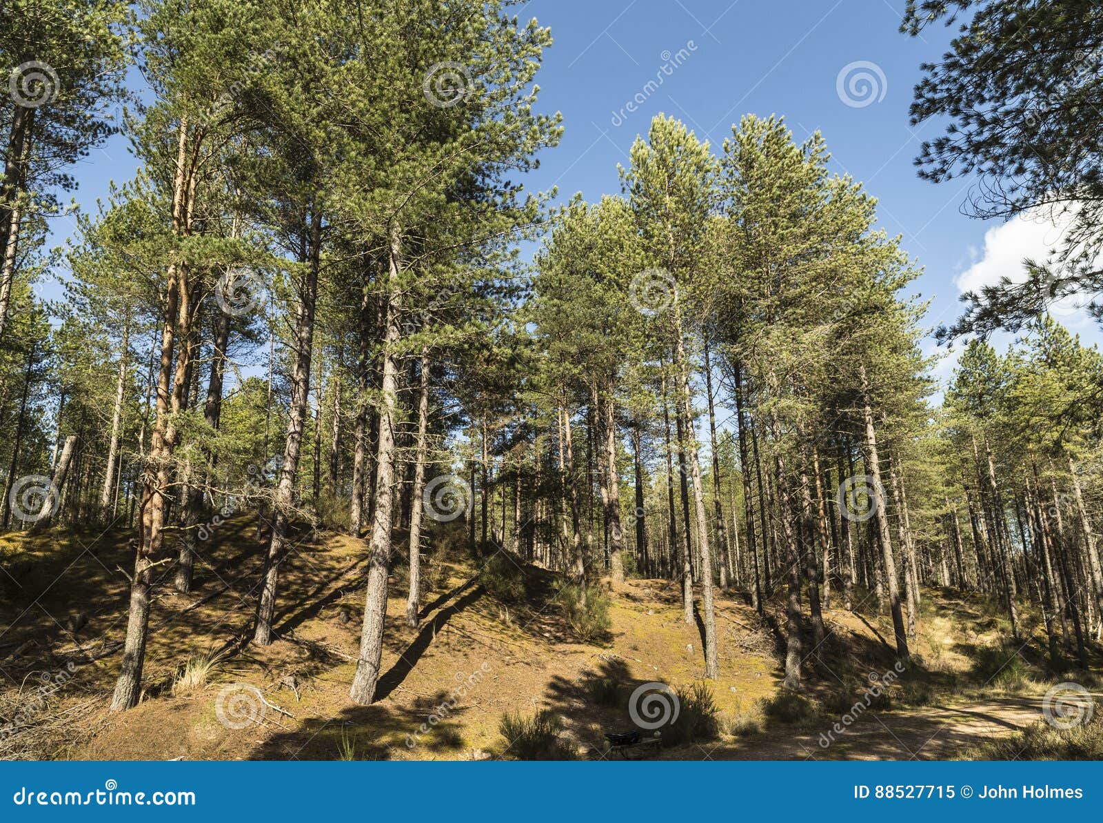 Pine & Dunes at the Lady Culbin Site in Culbin Forest in Scotland ...