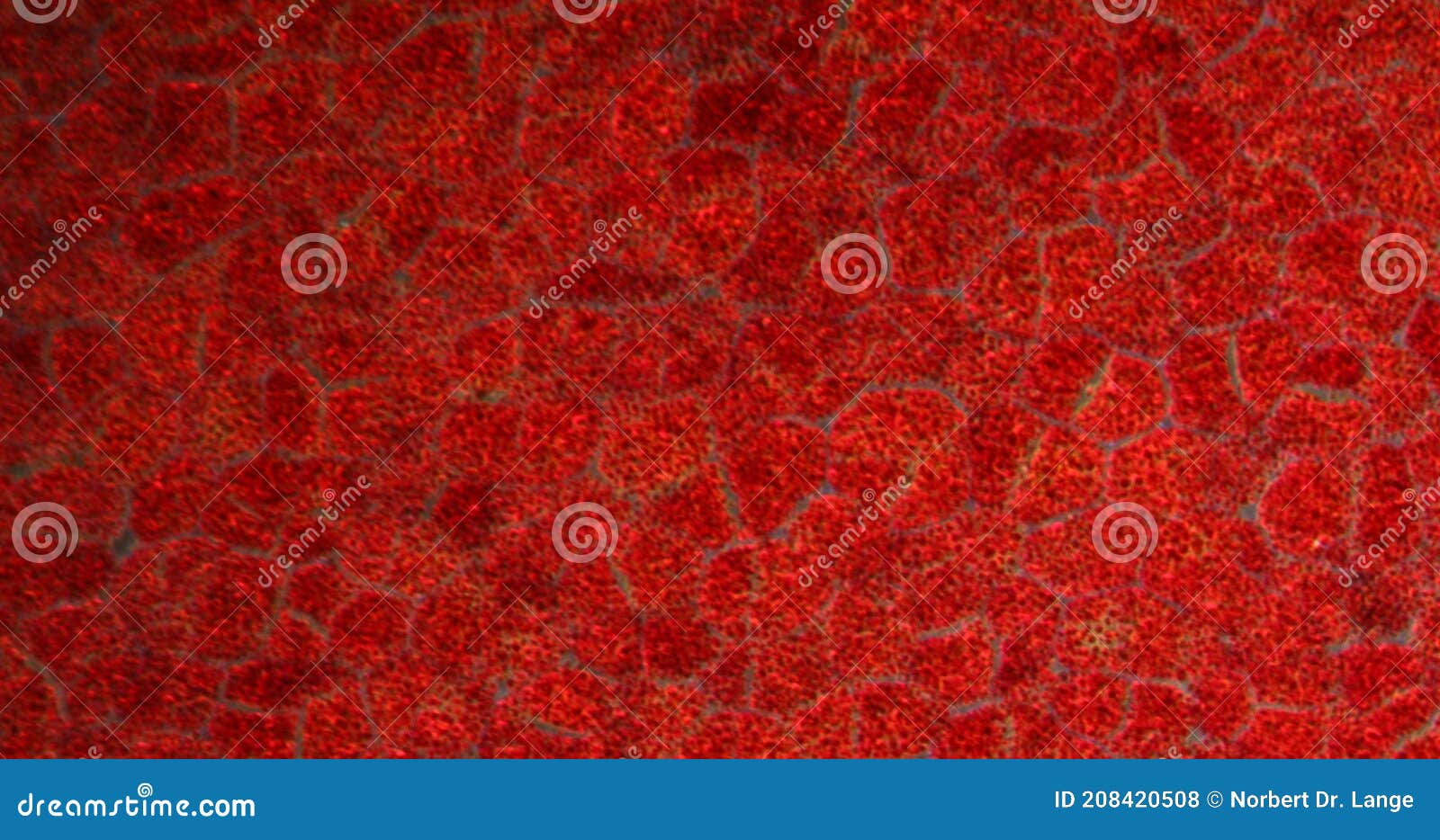 Pine embryo in Darkfield stock footage. Video of movement - 208420508