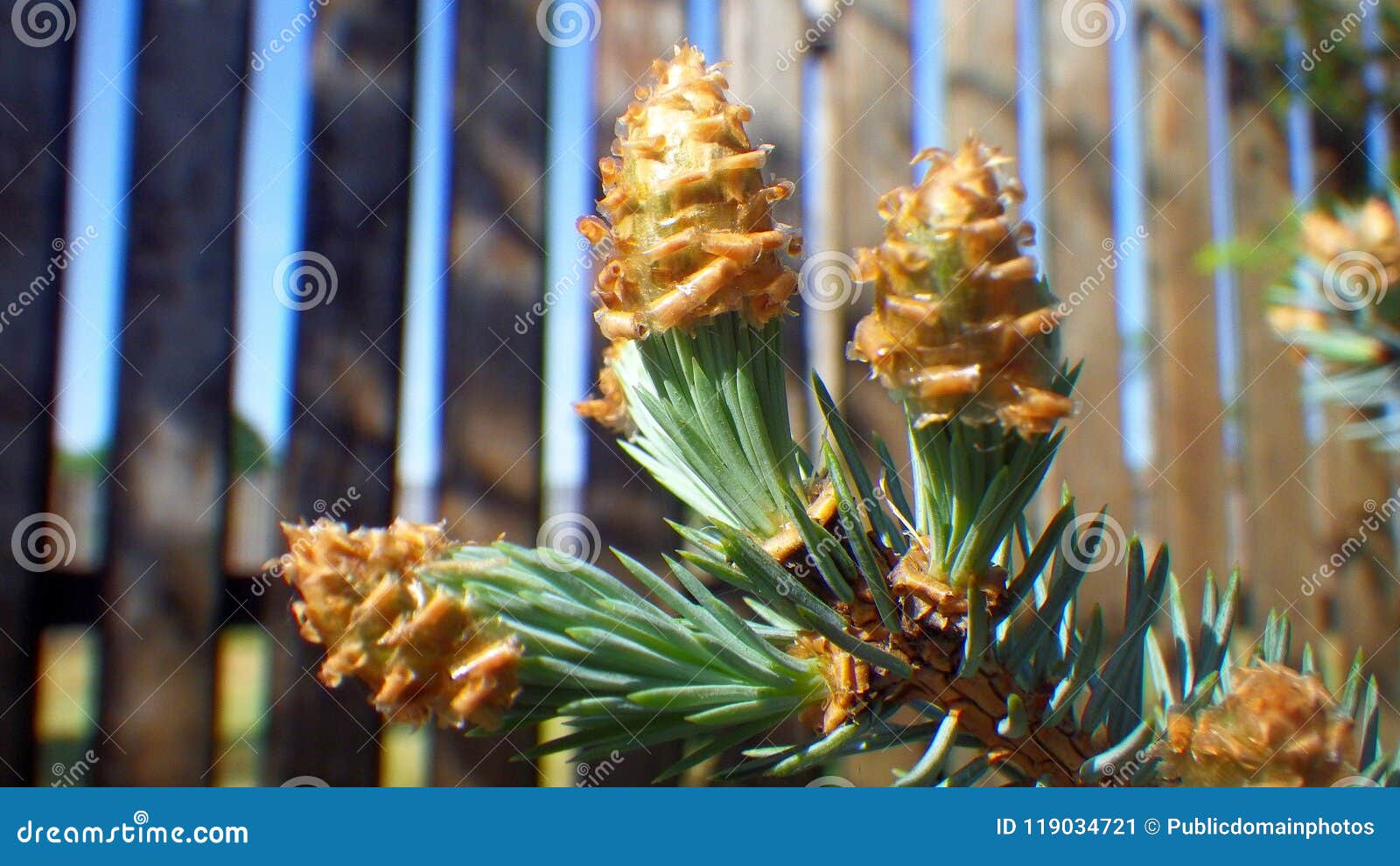 Pine Family, Conifer, Spruce, Tree Picture. Image: 119034721