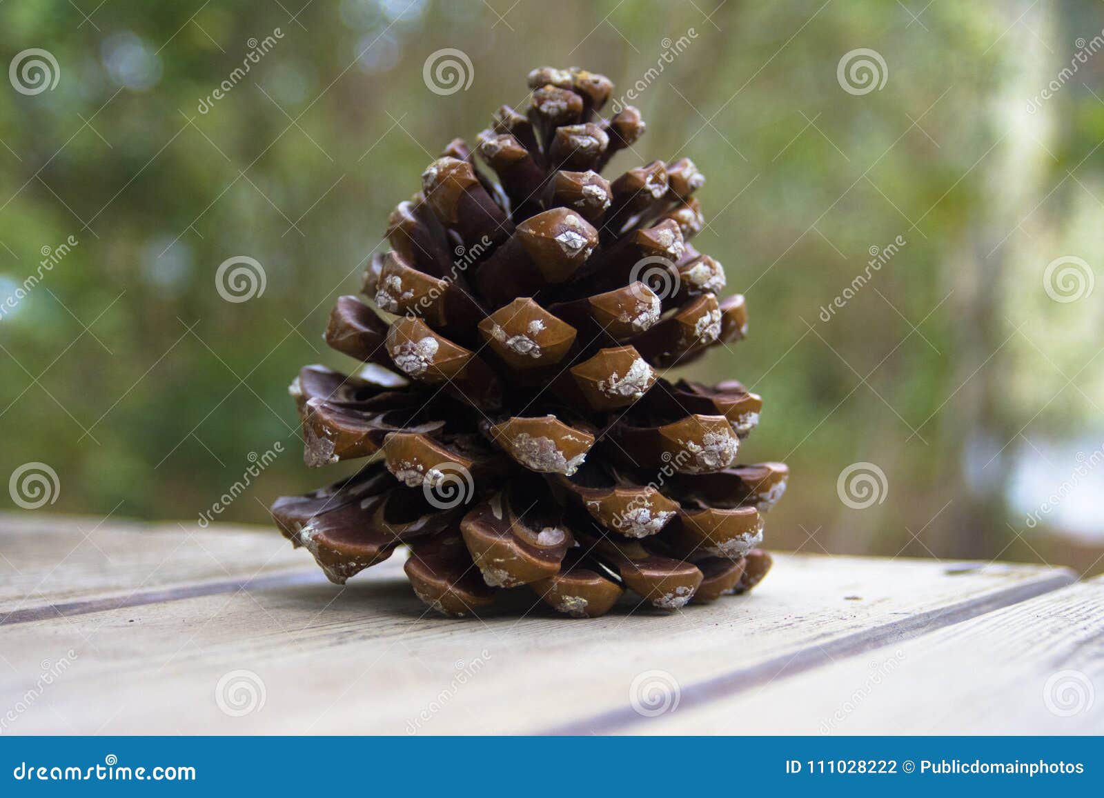 Pine Family, Pine Nut, Conifer, Material Picture. Image: 111028222