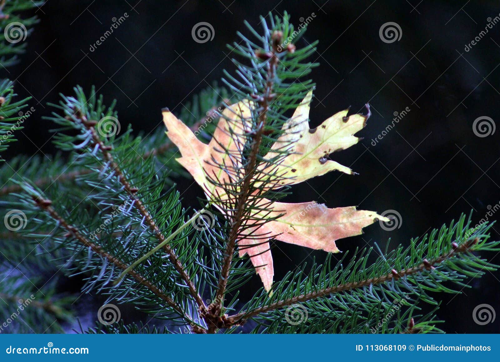 Pine Family, Spruce, Conifer, Tree Picture. Image: 113068109