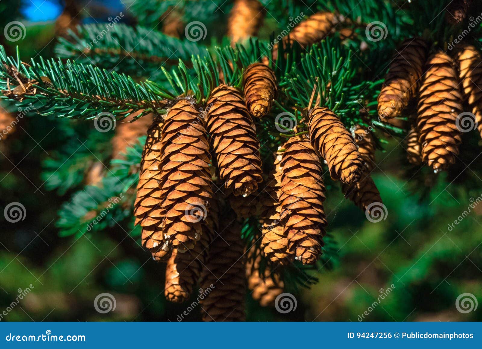 Pine Family, Spruce, Conifer, Tree Picture. Image: 94247256