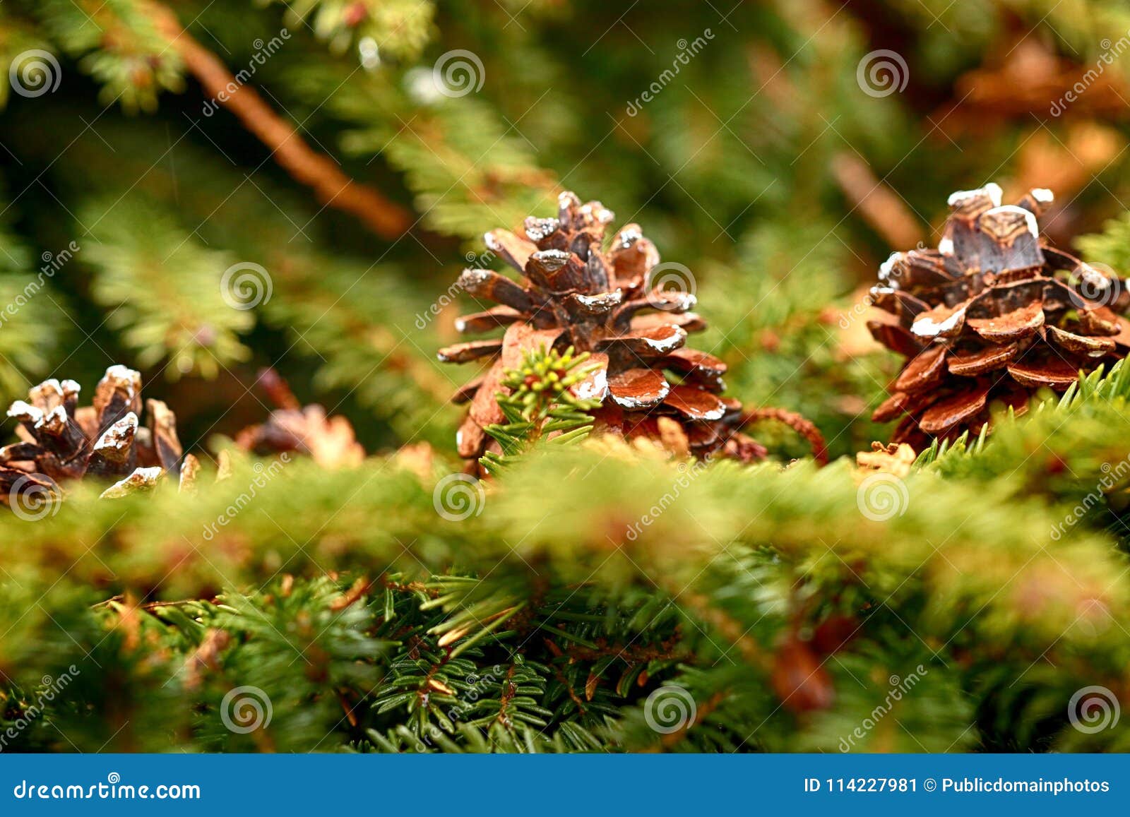 Pine Family, Tree, Branch, Close Up Picture. Image: 114227981