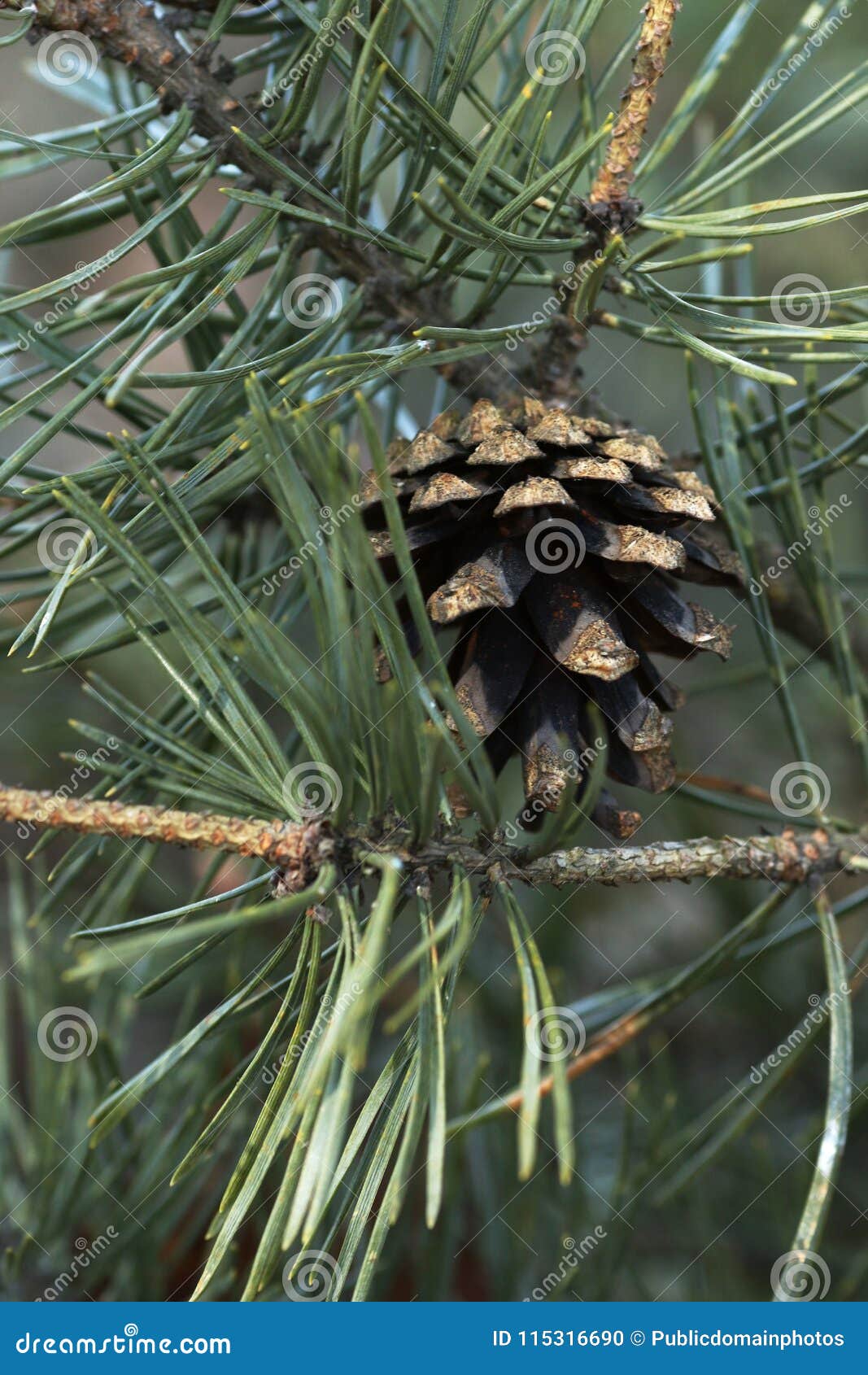 Pine Family, Tree, Pine, Conifer Picture. Image: 115316690