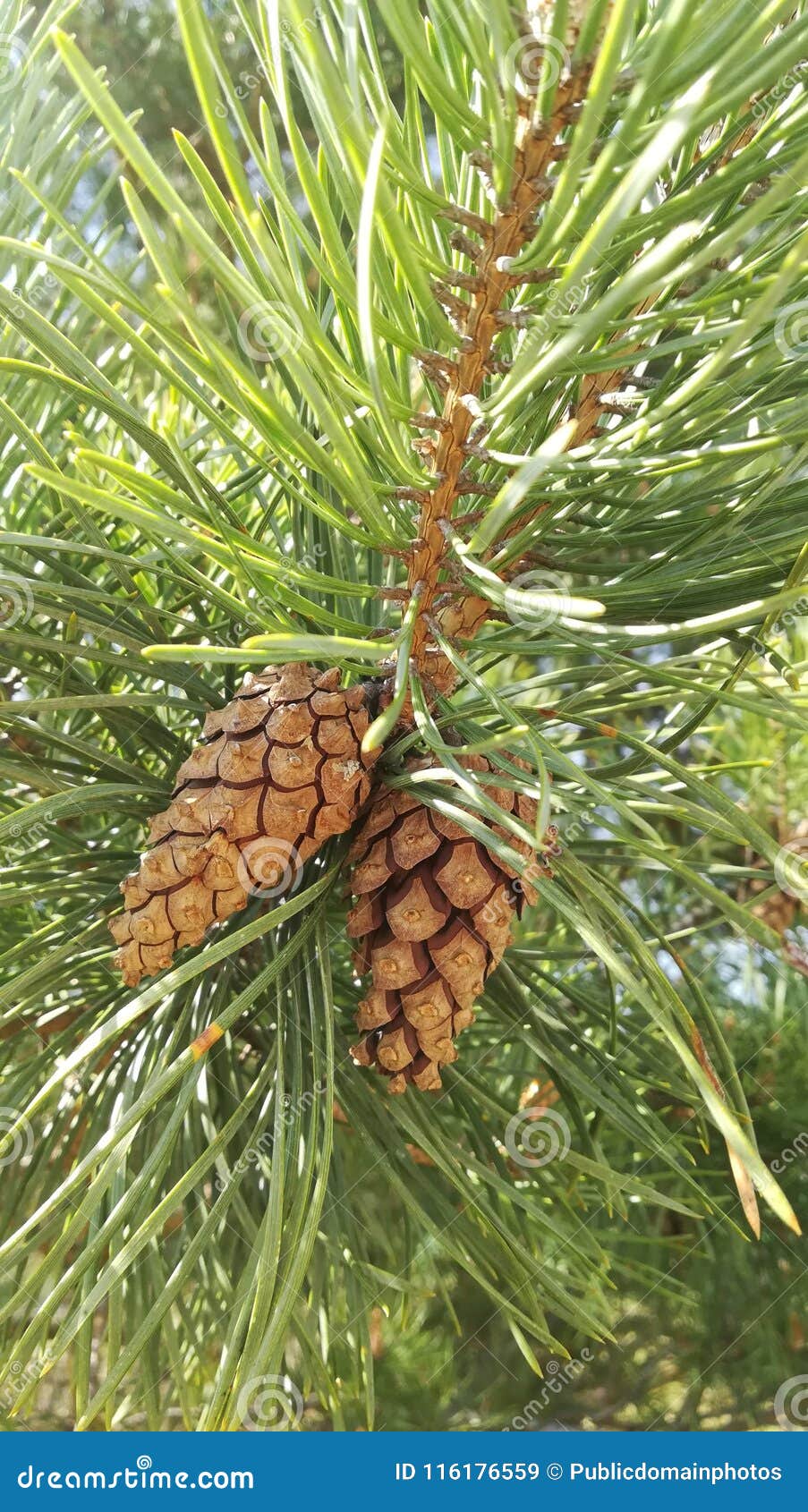 Pine Family, Tree, Conifer Cone, Pine Picture. Image: 116176559