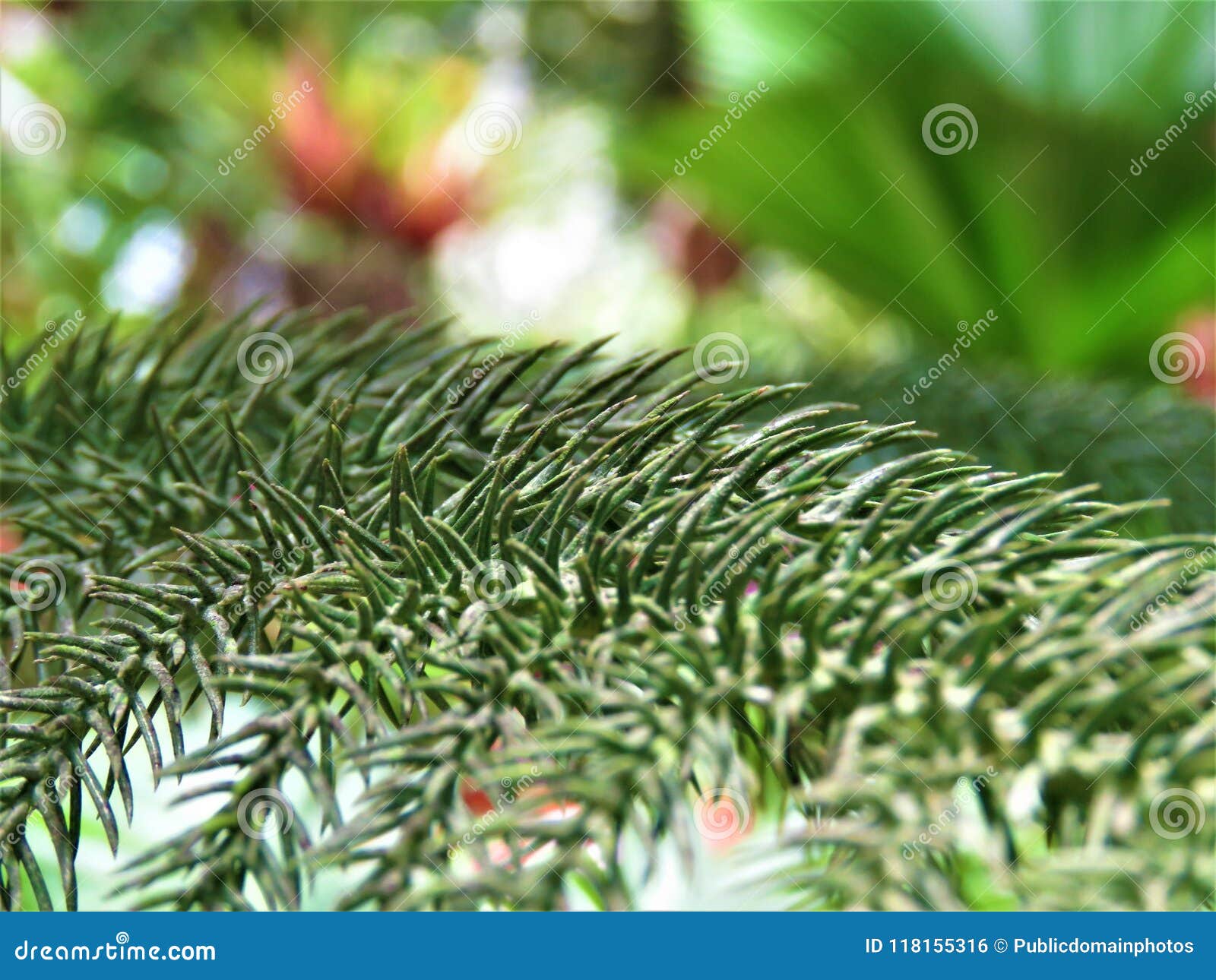 Pine Family, Tree, Fir, Conifer Picture. Image: 118155316
