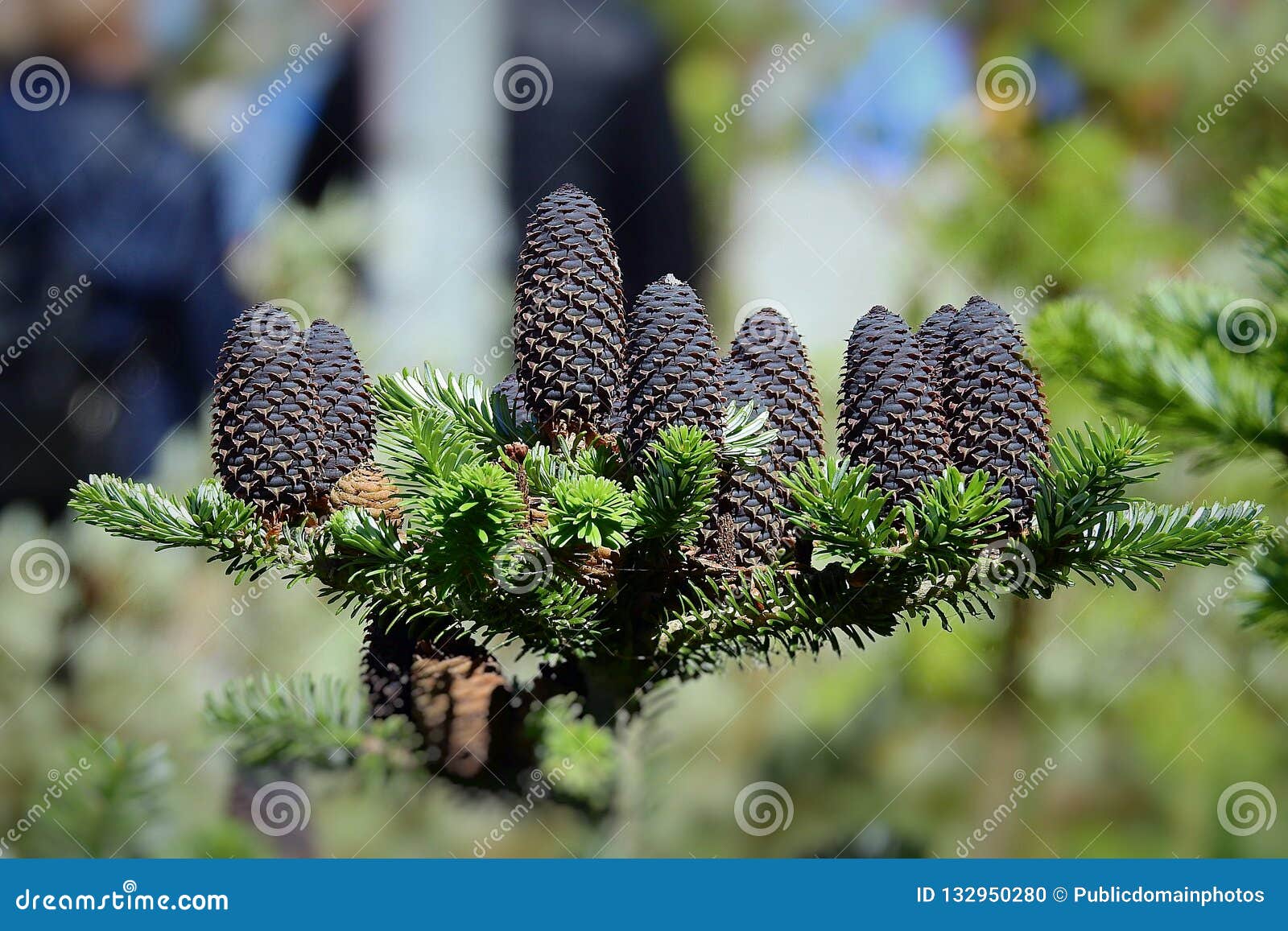Pine Family, Tree, Fir, Conifer Picture. Image: 132950280