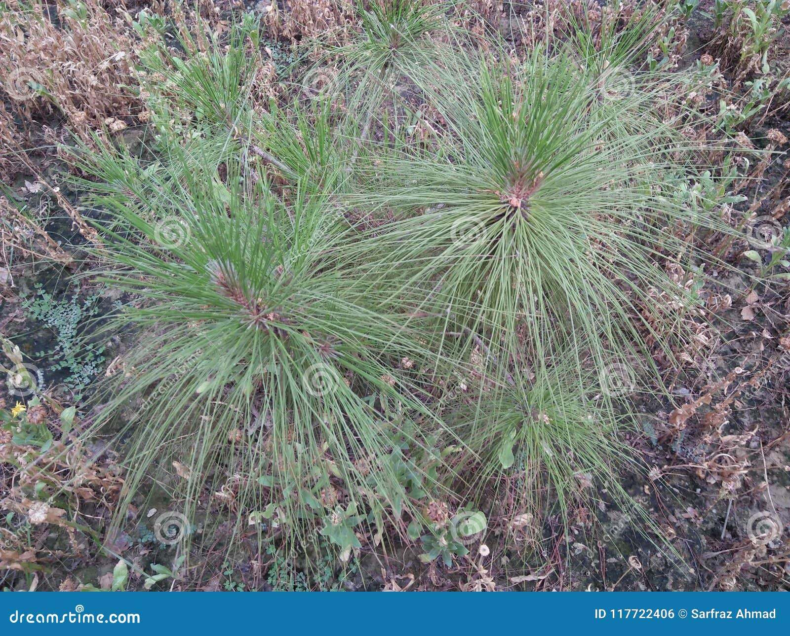 TREE of OHIO stock photo. Image of ohio, pine, tree - 117722406