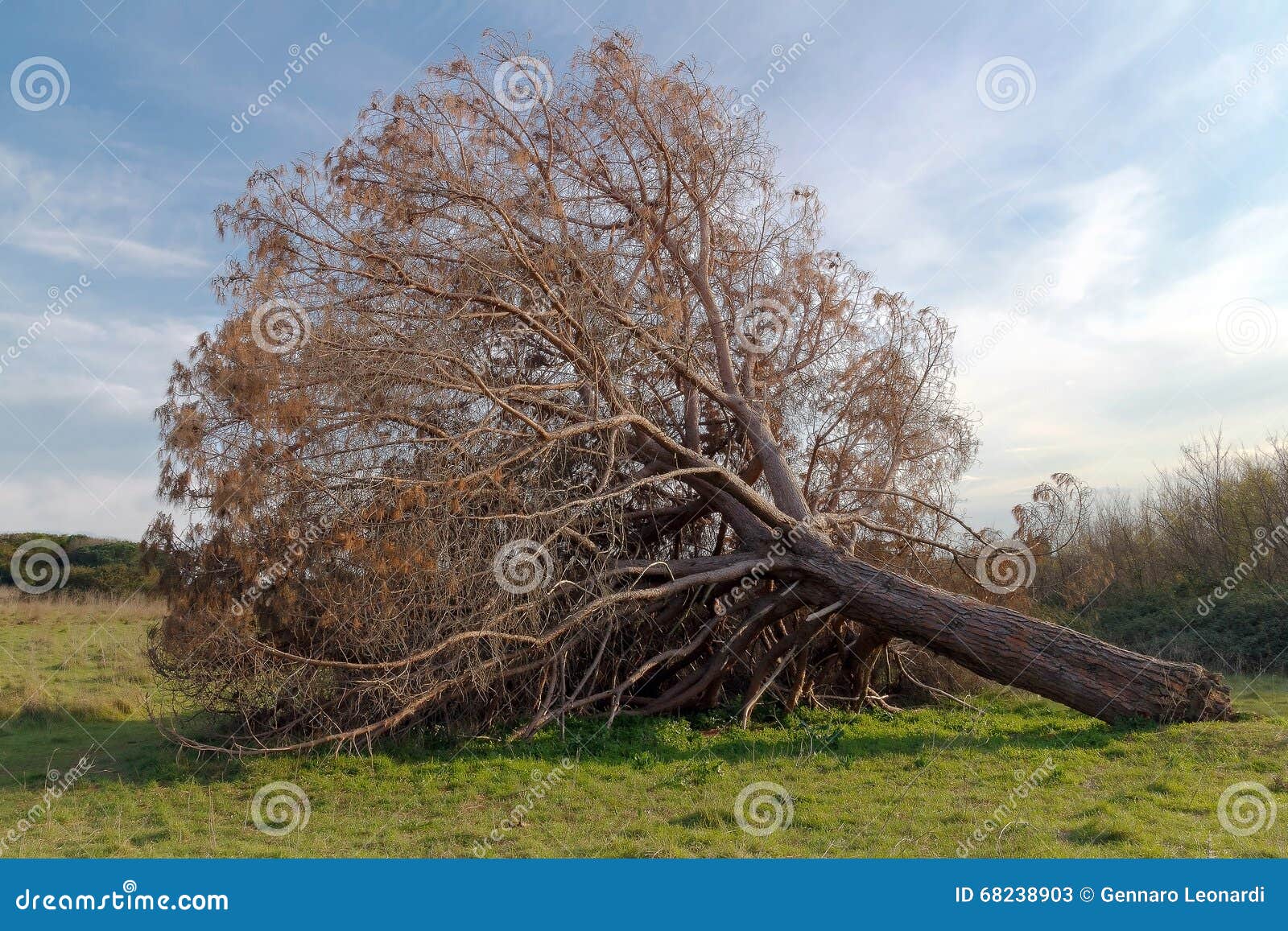 Pine felled by wind stock image. Image of lying, storm - 68238903