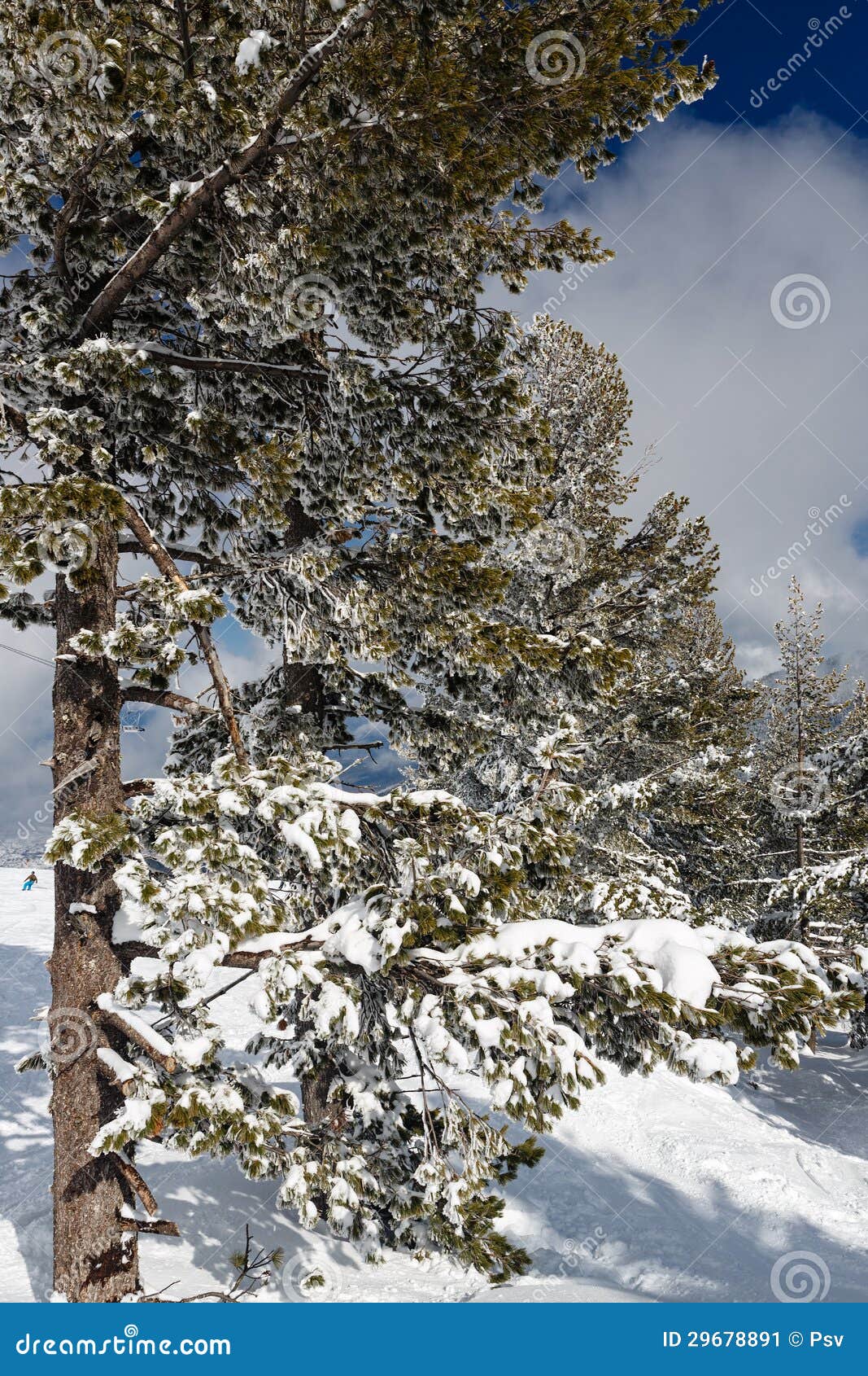 Pine filled up with snow stock image. Image of season - 29678891