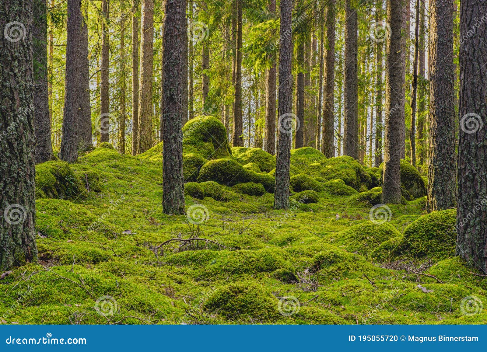 383 Fir Trees Swedish Forest Stock Photos - Free & Royalty-Free Stock ...