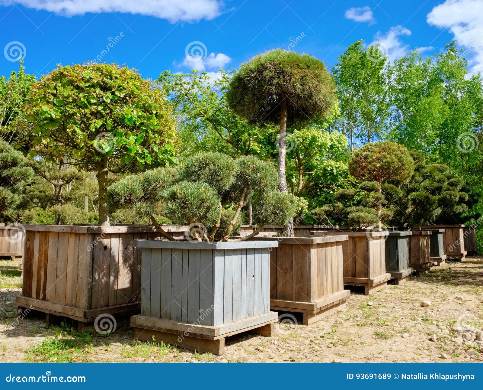 Pine, Fir, Garden Trees and Bonsai in Boxes. Stock Image - Image of ...