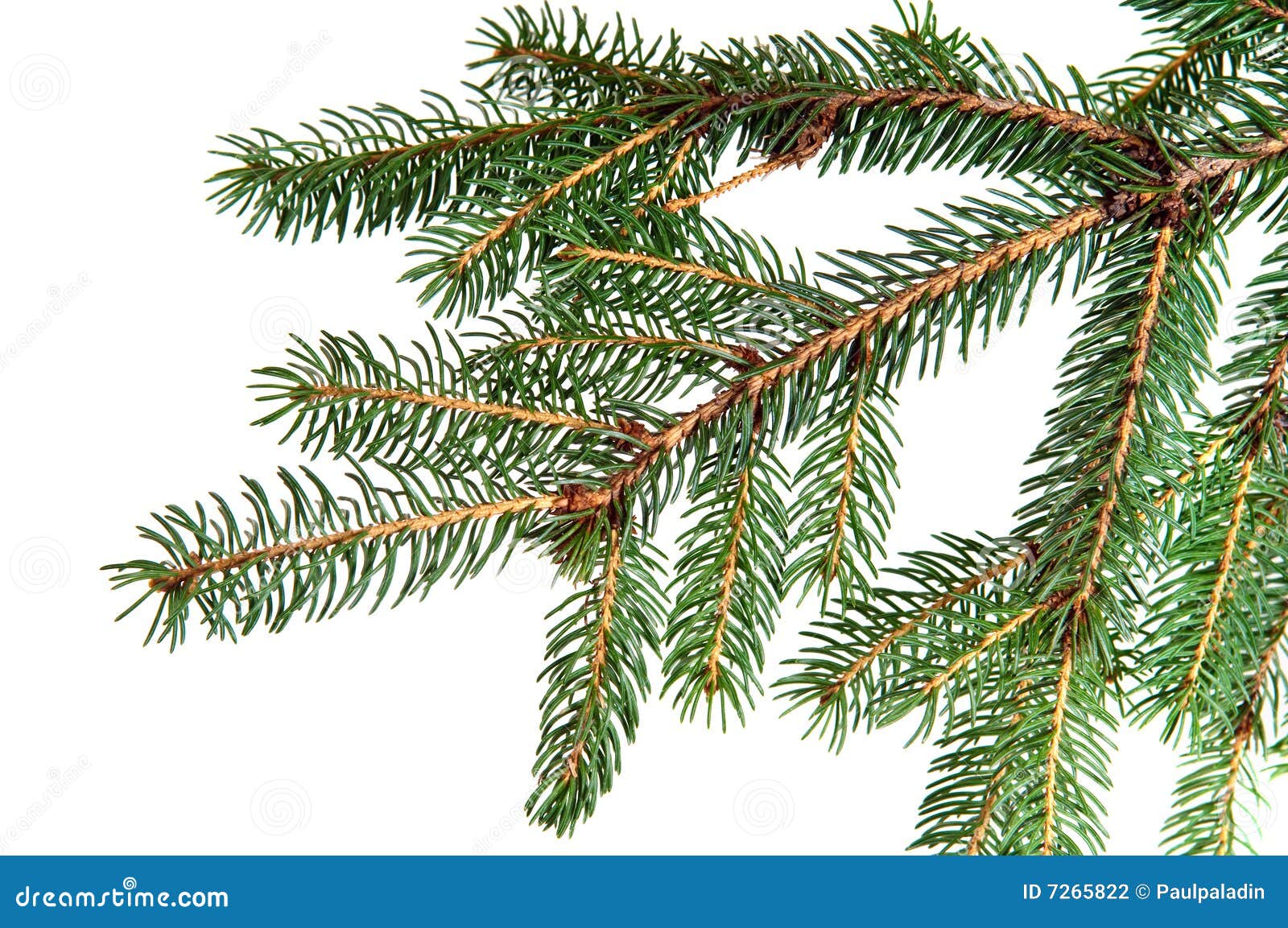 Pine fir tree branch stock photo. Image of evergreen, spruce - 7265822